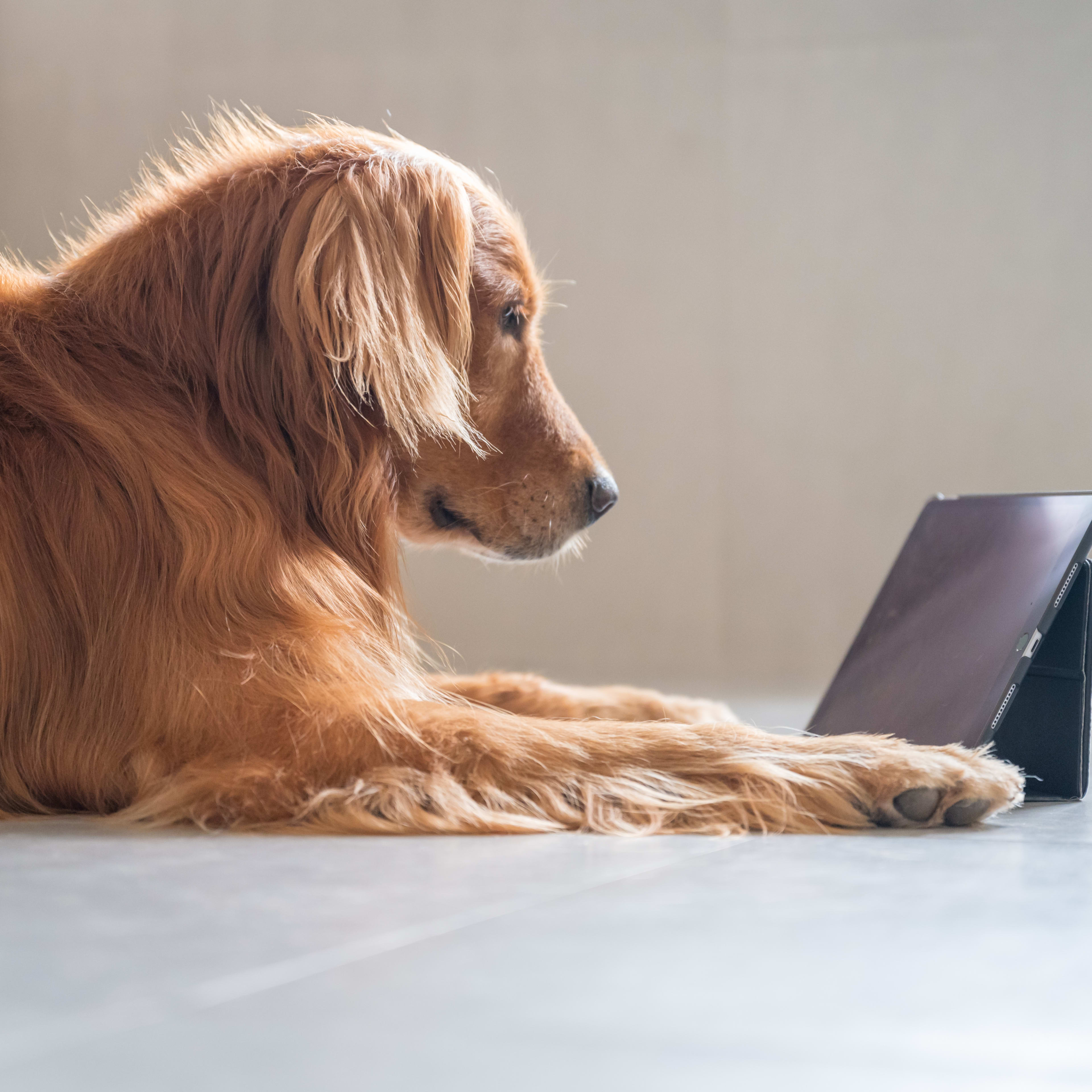 Golden Retriever Playing Tic-Tac-Toe Is Almost Too Cute To Handle ...
