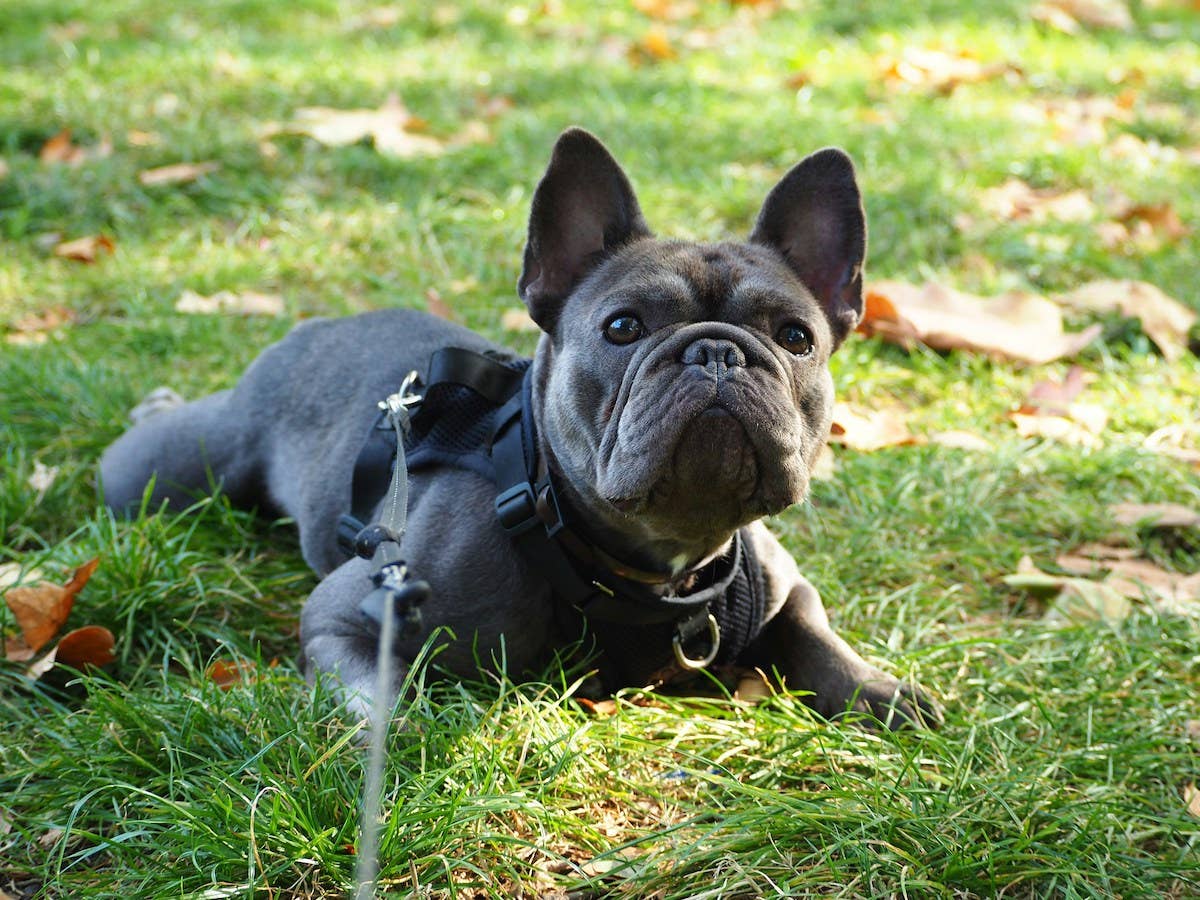 French Bulldogs Cry With Excitement Picking Up Grandparents at Airport ...