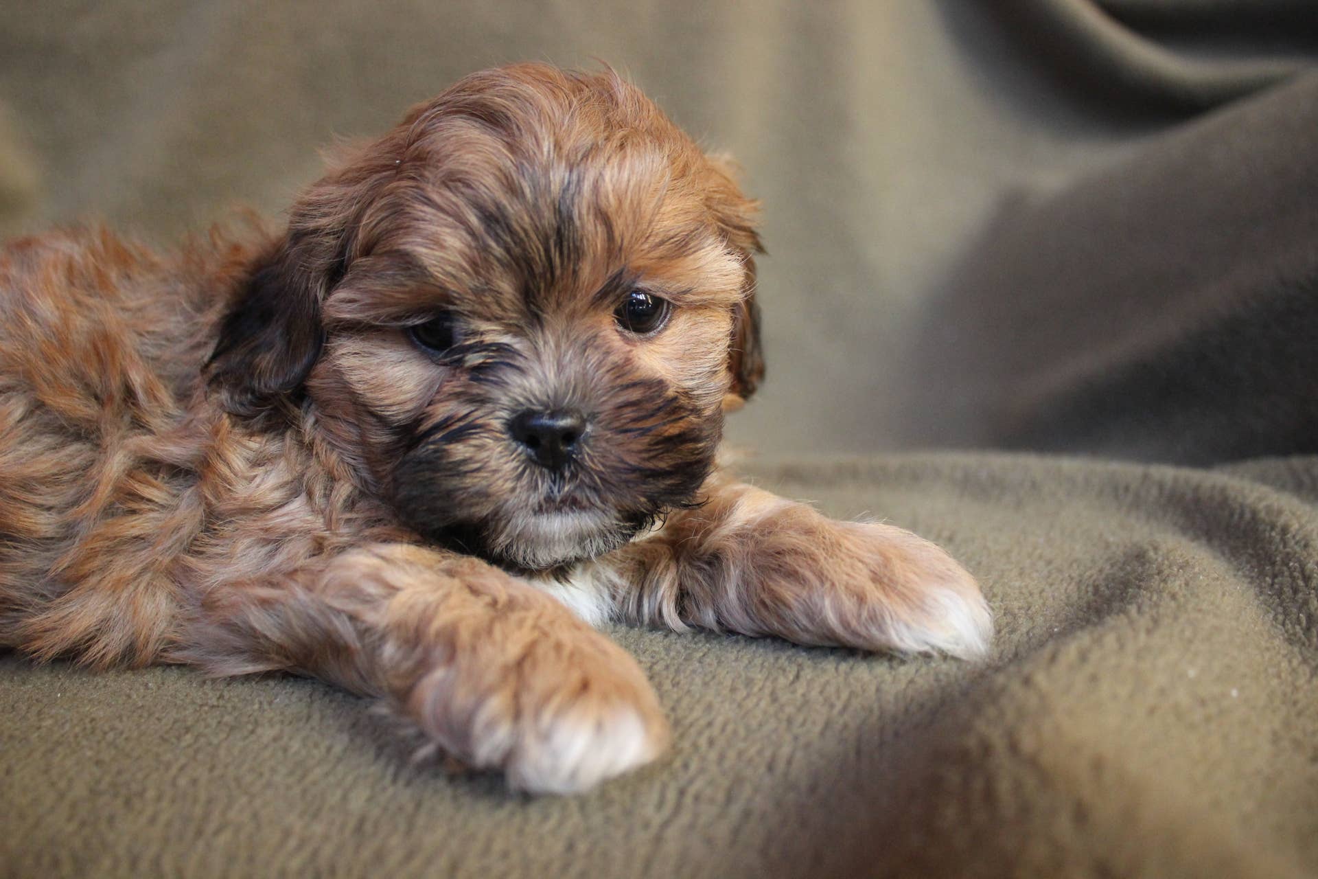 Shih-Poo Puppy Can't Contain His Excitement After Favorite Team Wins ...