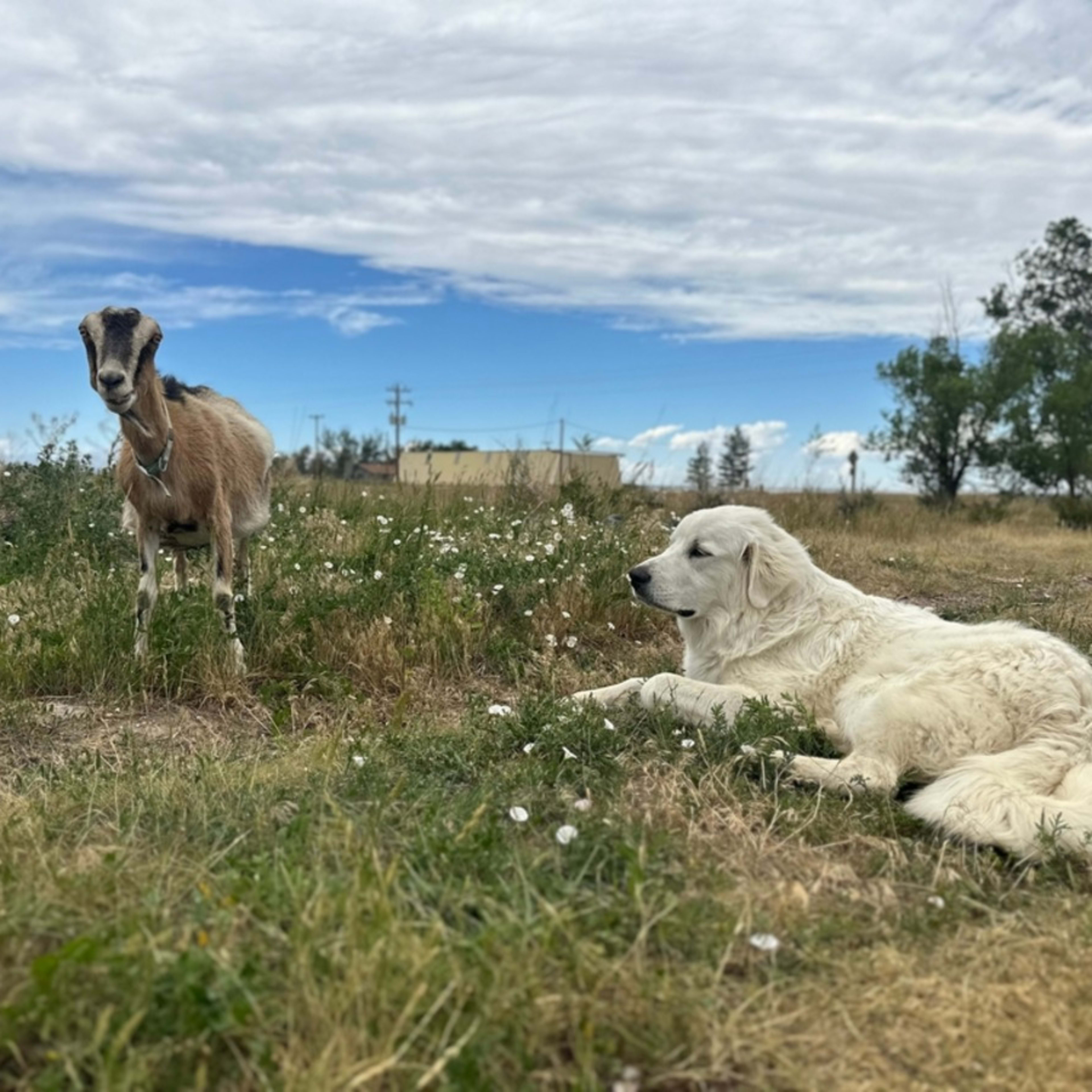 Tortoiseshell Cat Raised by Livestock Guardian Dogs Thinks She’s Just ...