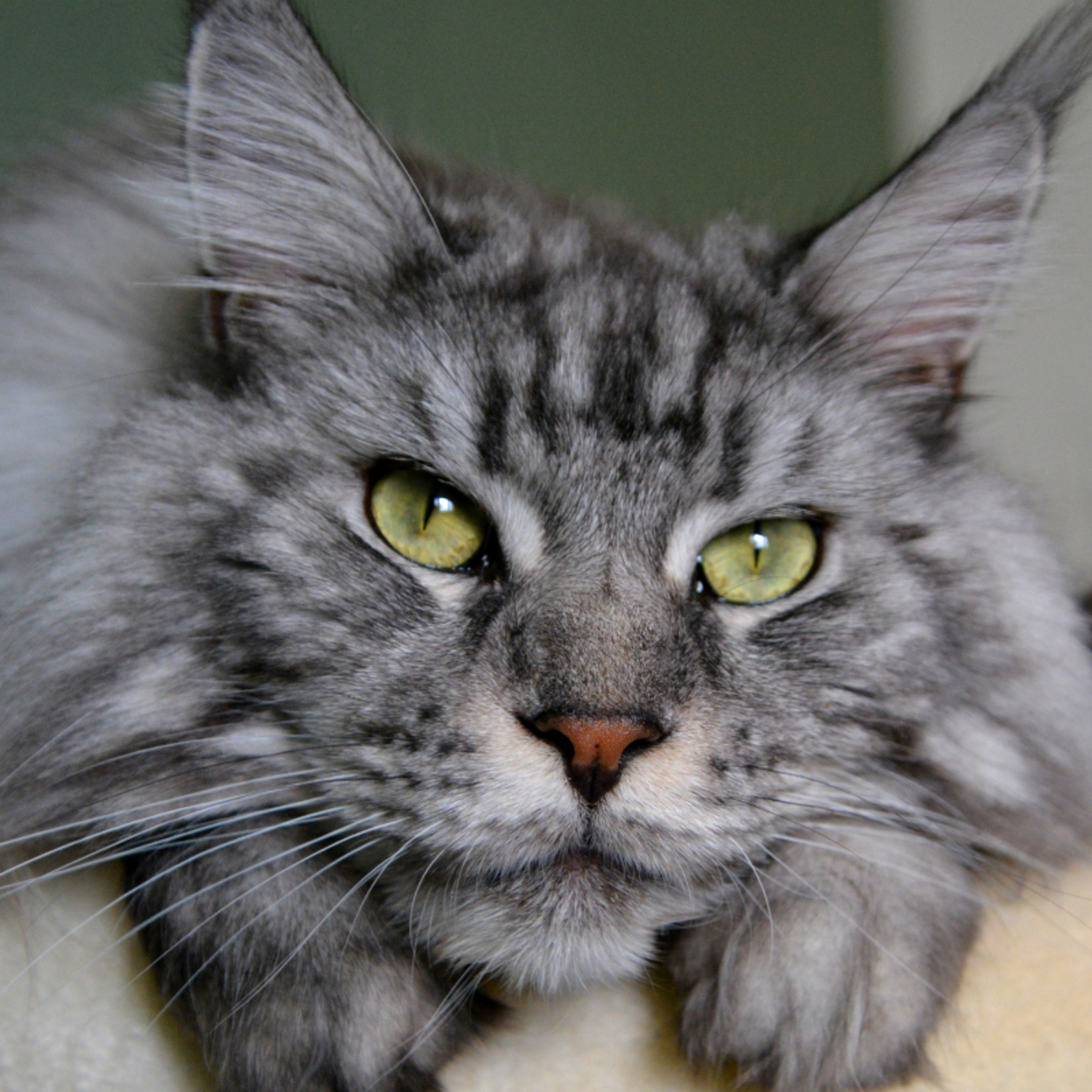 Akita Visits the Pet Store and Is Fascinated by the Fish - PawNation