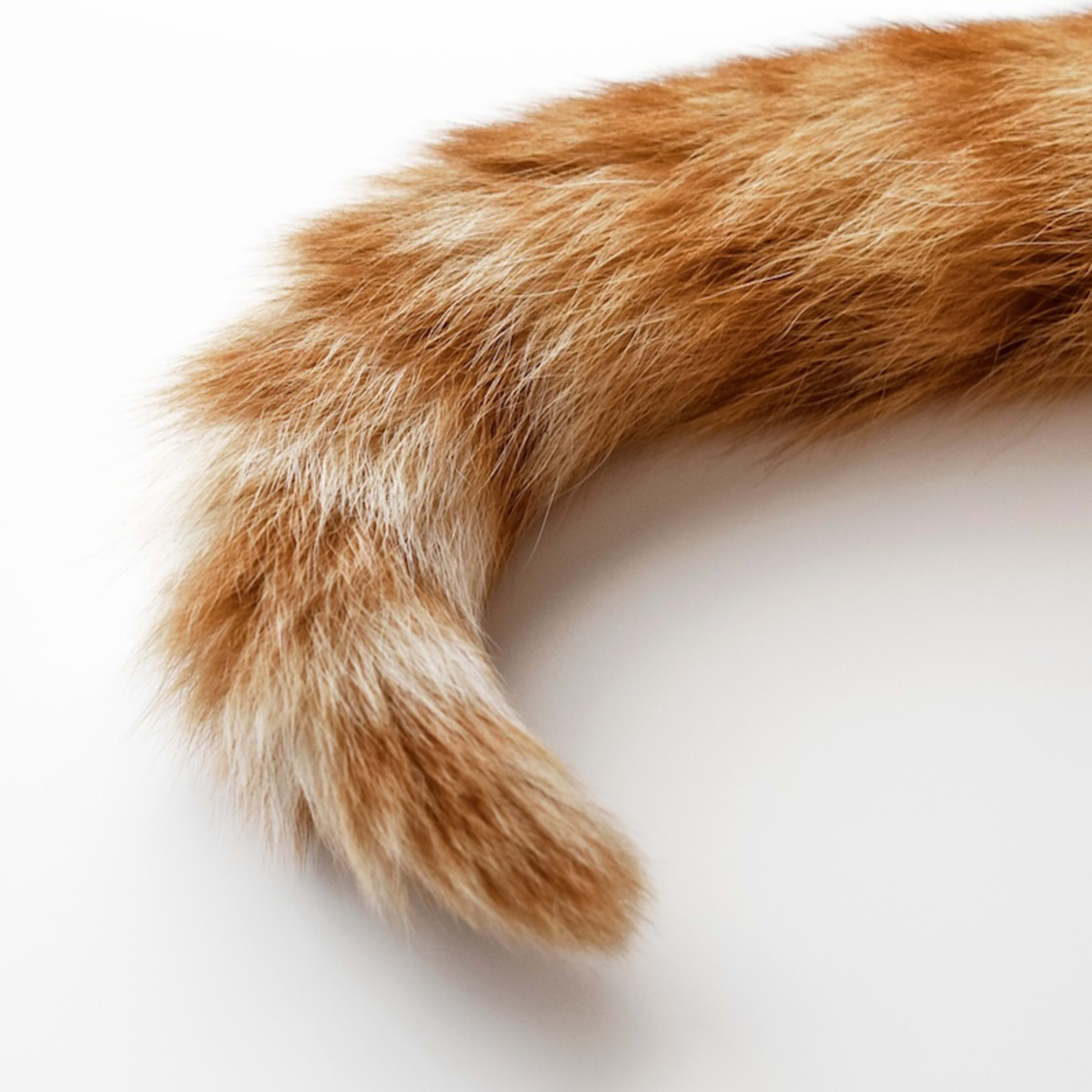 Fluffy Persian Cat Duo Exploring Winter Weather Is the Definition of ...