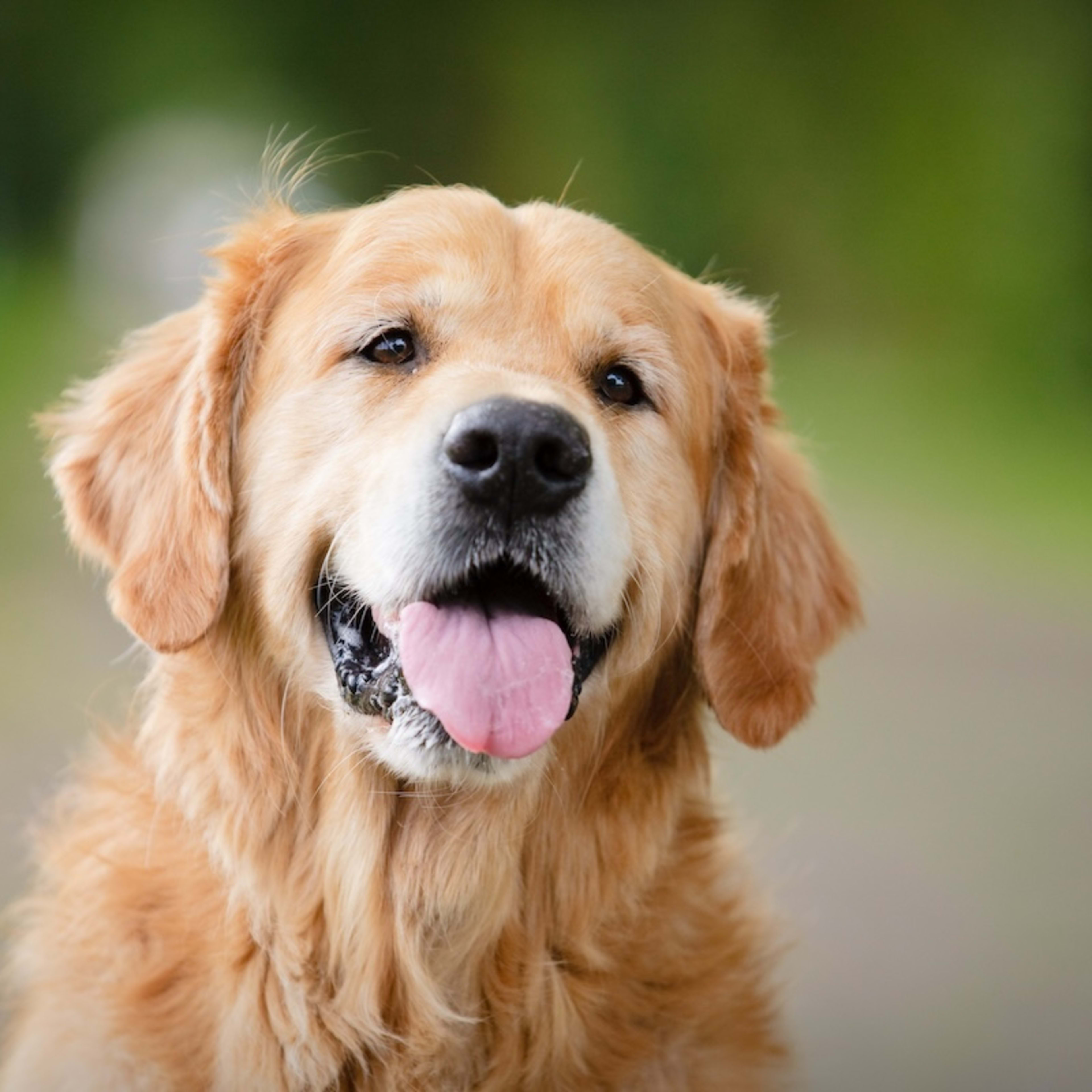 Goldendoodle’s Nightly Self-Care Routine Is Over-the-Top Luxurious ...