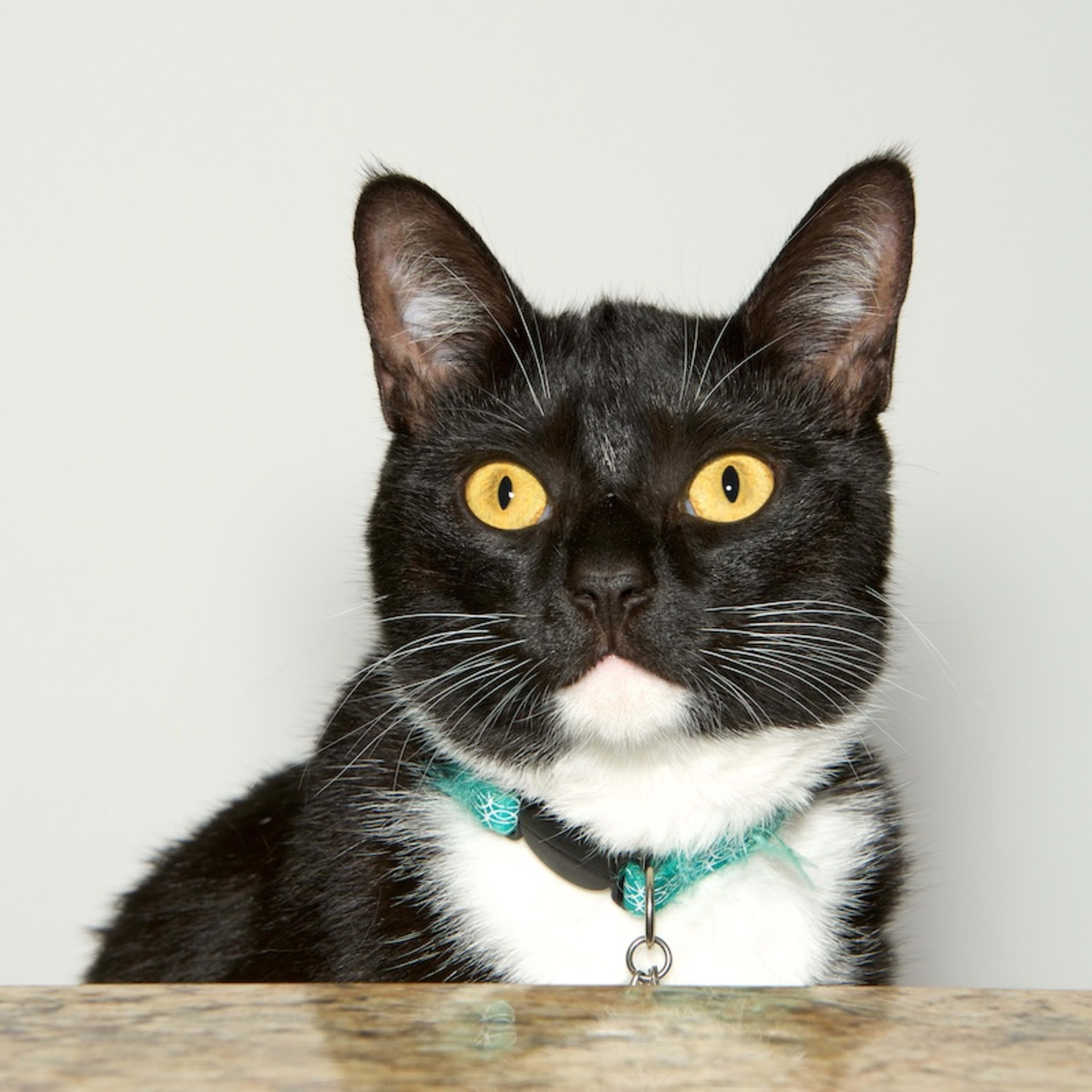 Cocker Spaniel’s Mom Found a Creative Way To Keep Her Ears Out of the ...