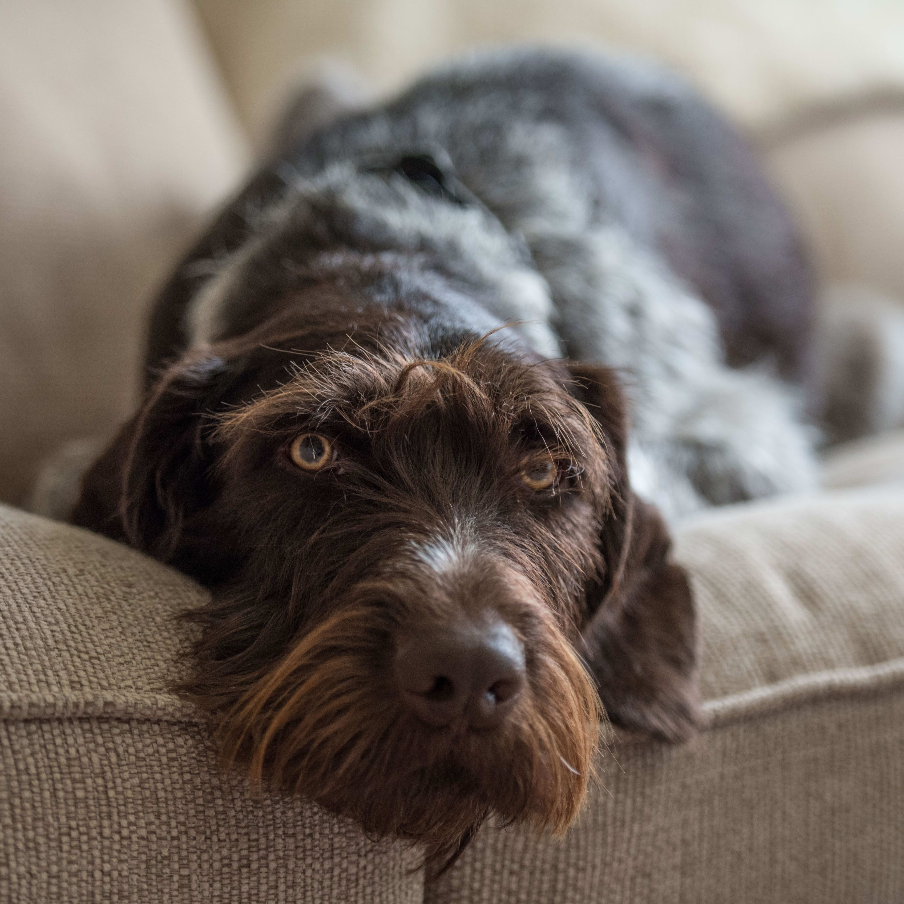 German Wirehaired Pointer Is a Big Fan of Interactive Bird Toy, Go ...