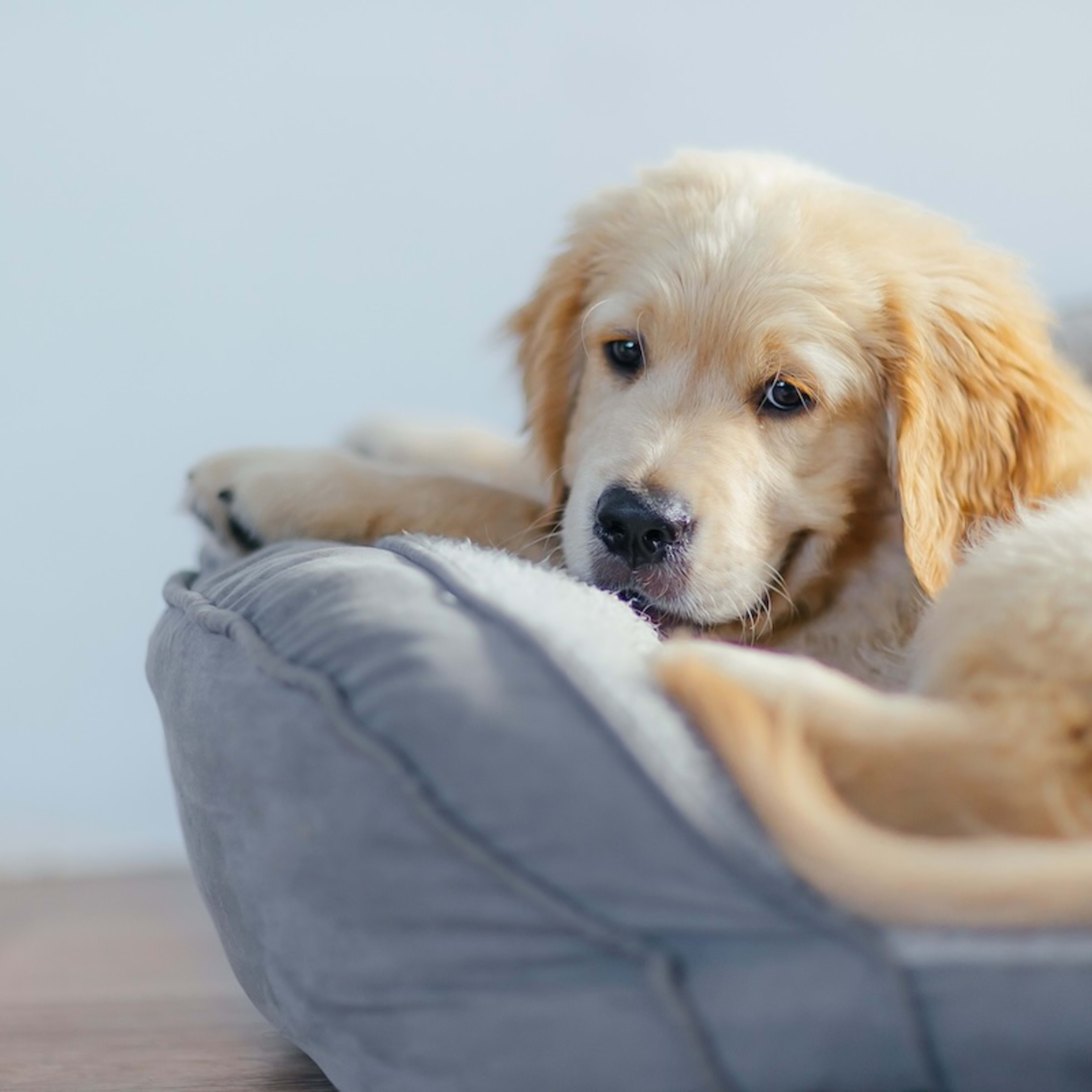 Golden Retriever Puppy Steals Tequila Like She’s Having a Wild Night In ...