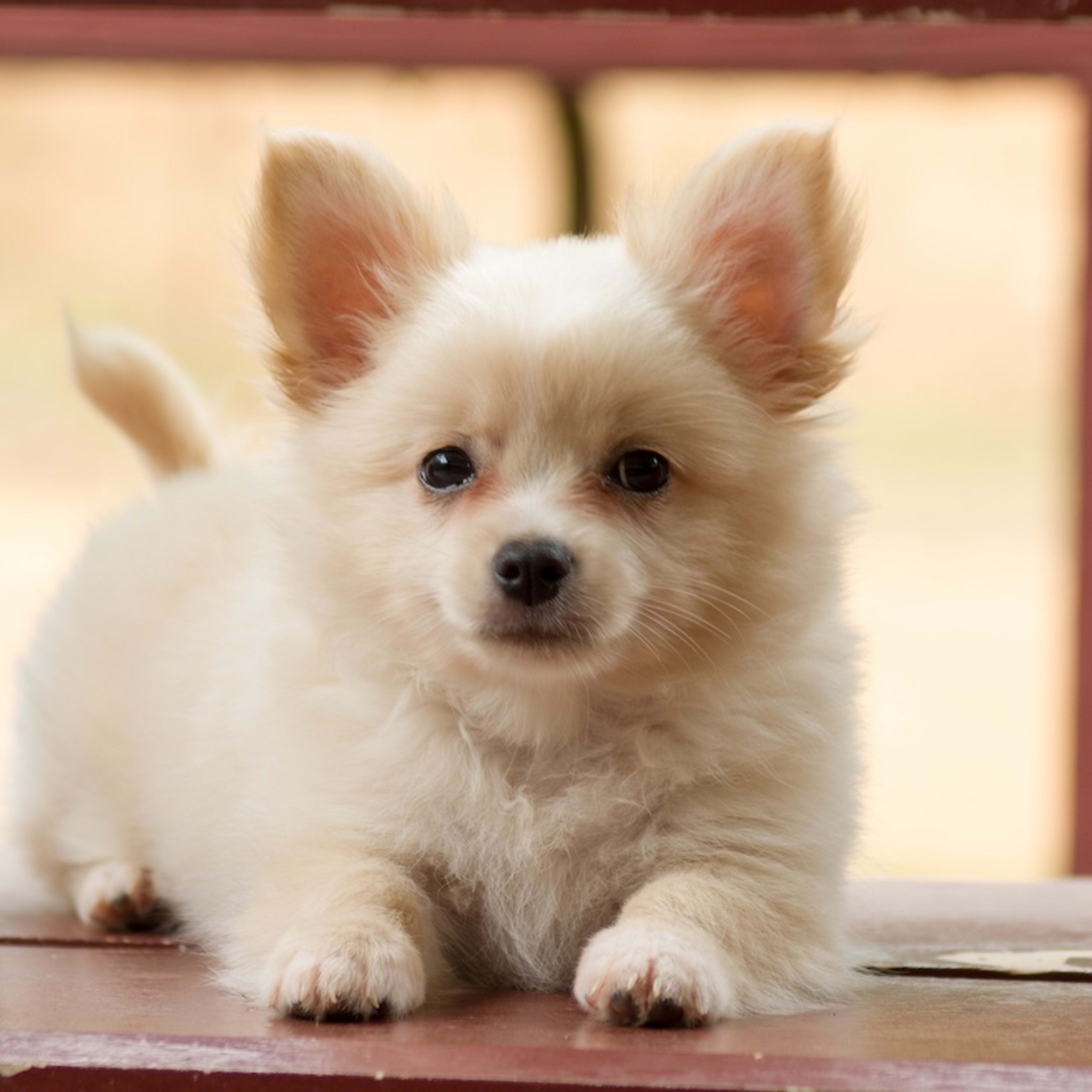 Pomeranian Mix Puppy Gets Treated to Cutest Shopping Spree - PawNation