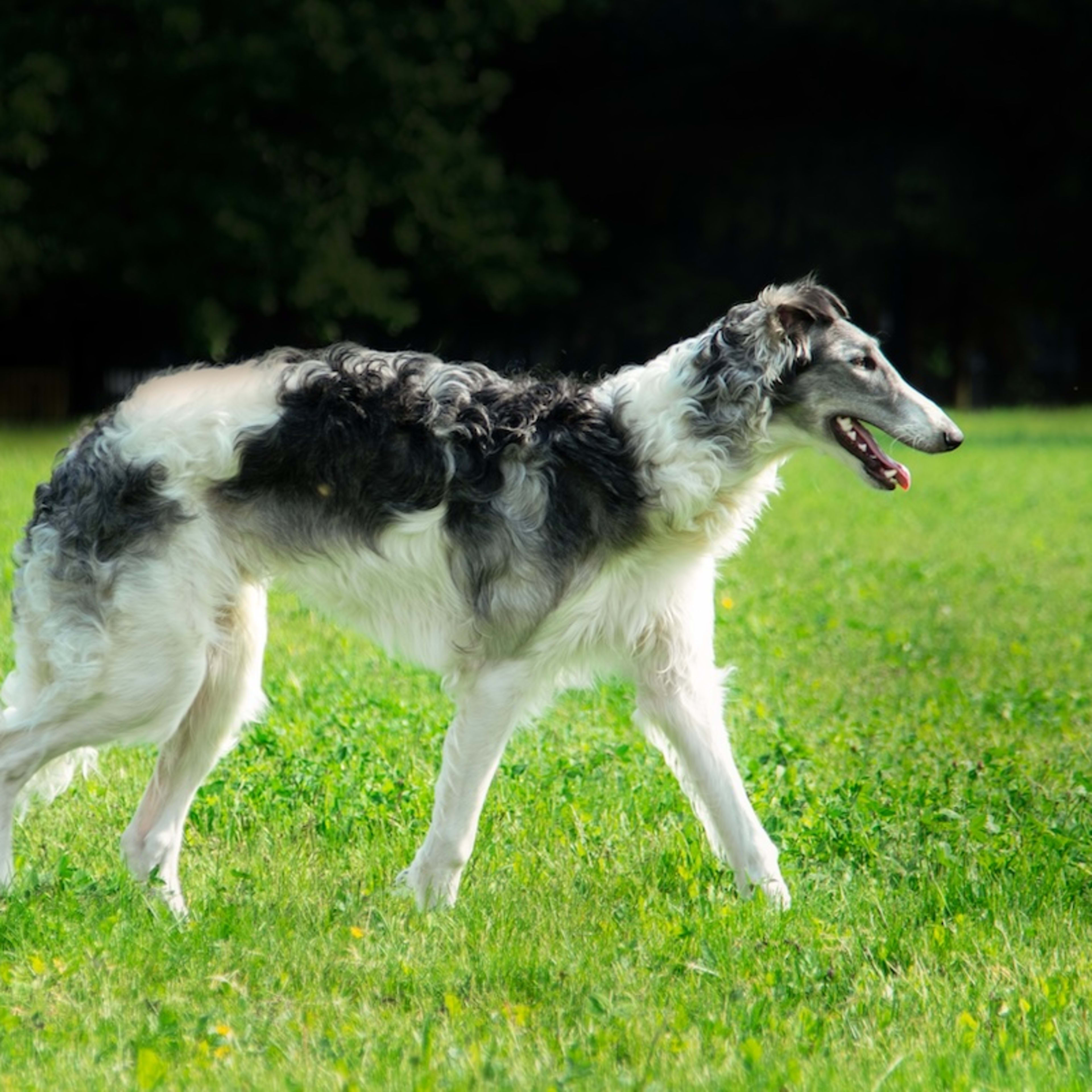 Borzoi Is Shocked and Delighted To Find Another of His Kind at the Dog ...