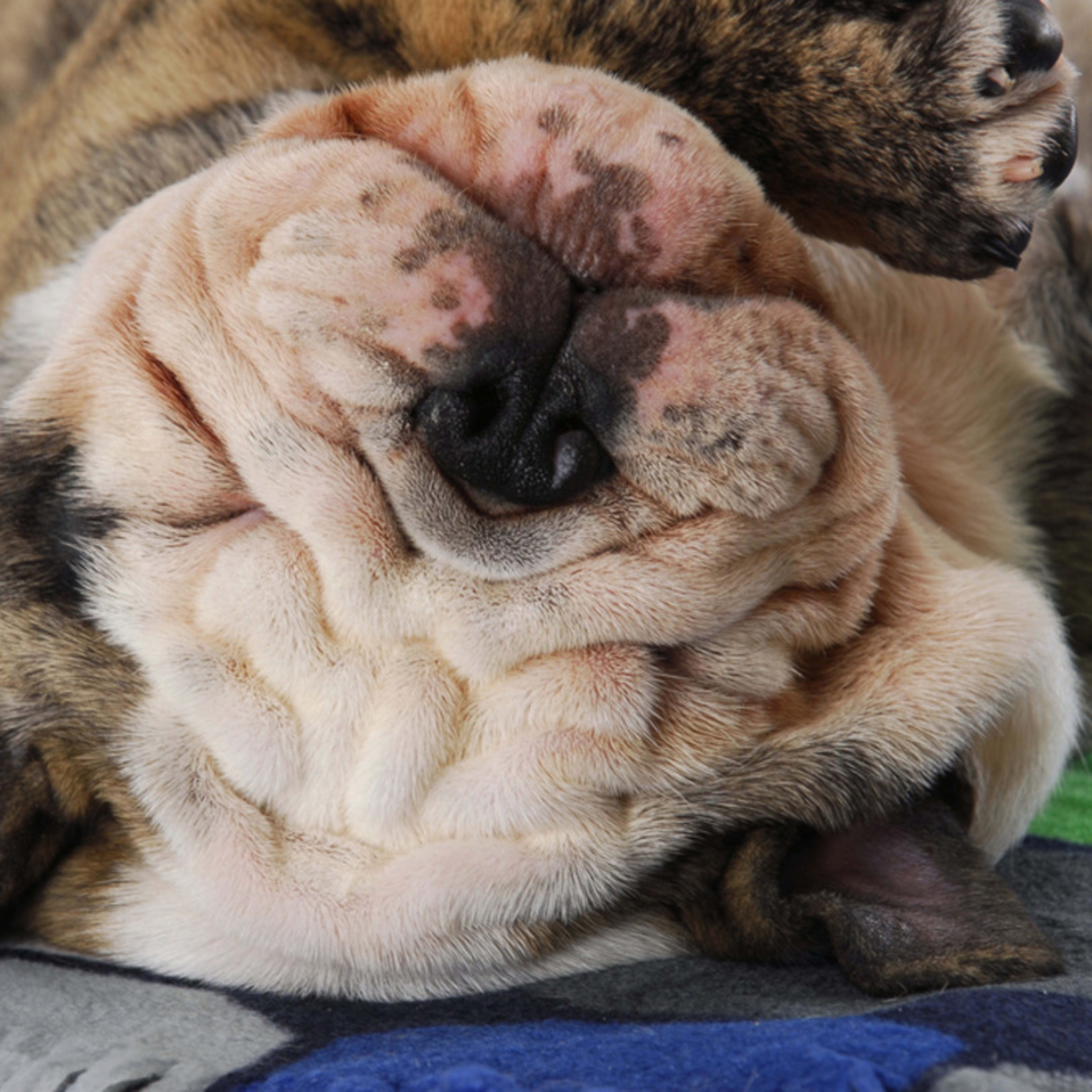 Toddler Takes Pictures of His Favorite Things and His Golden Retrievers ...