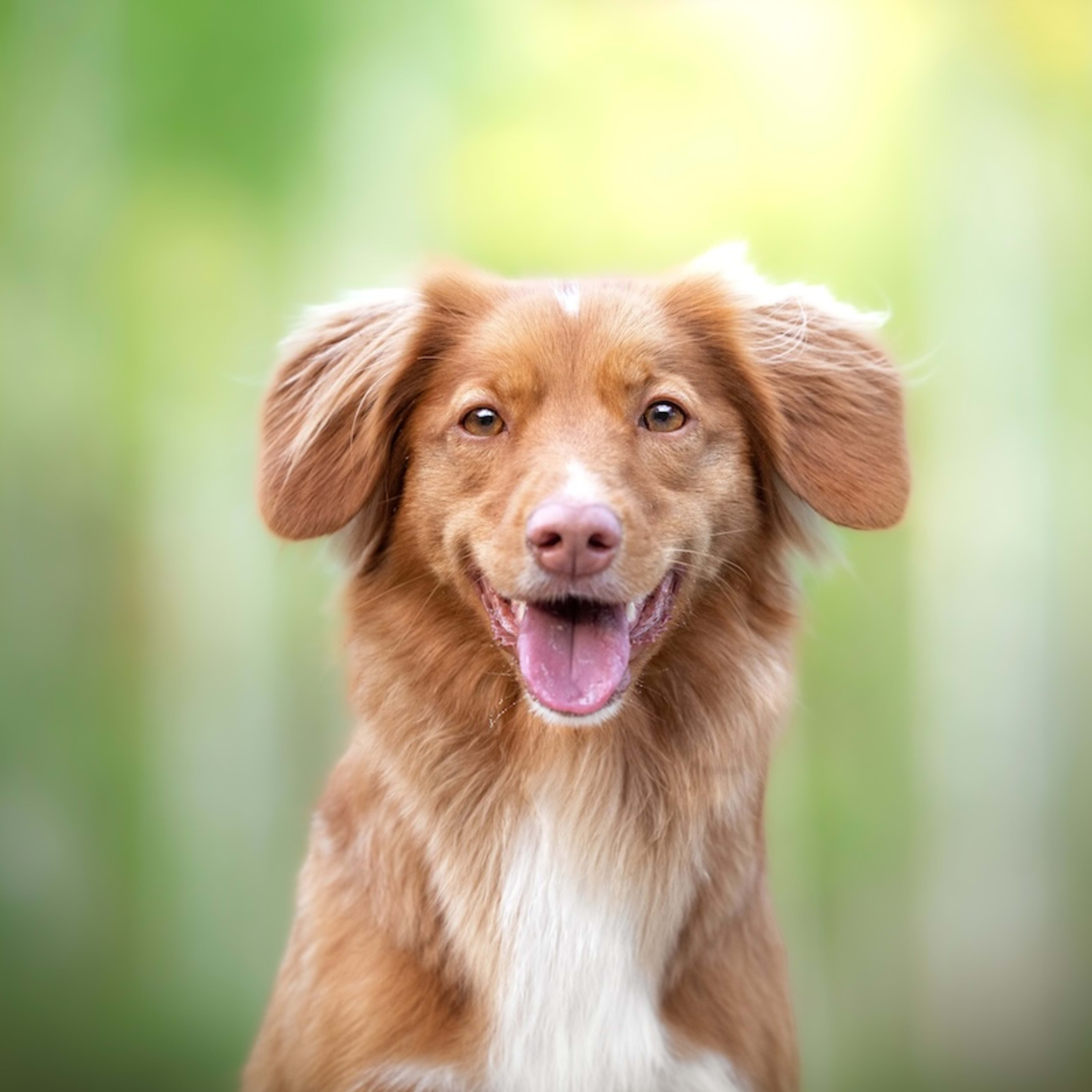 Duck Tolling Retriever Saves the Day When Mom Drops His Leash - PawNation