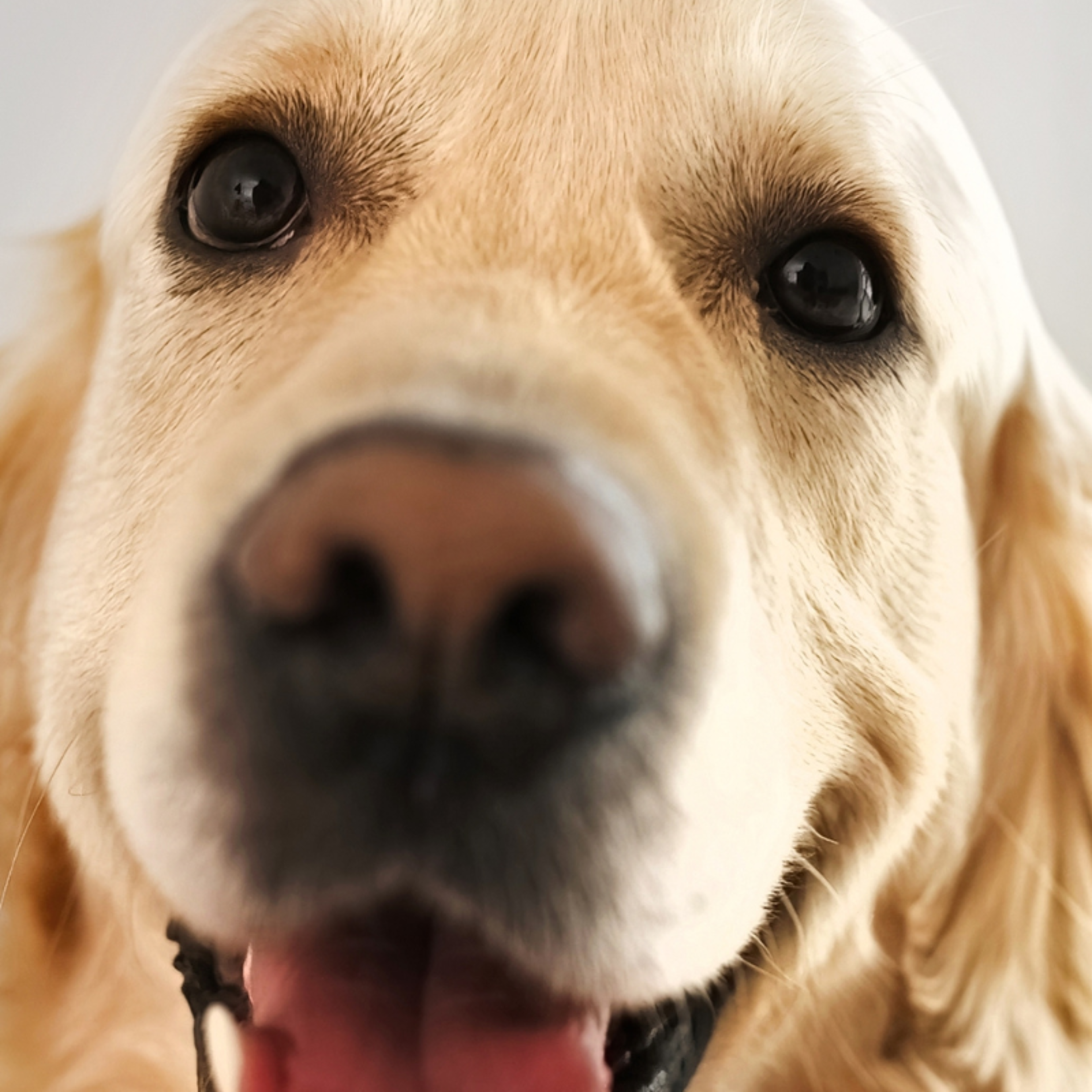 Charming Golden Retriever’s Snack-Begging Strategy Is Master-Level ...