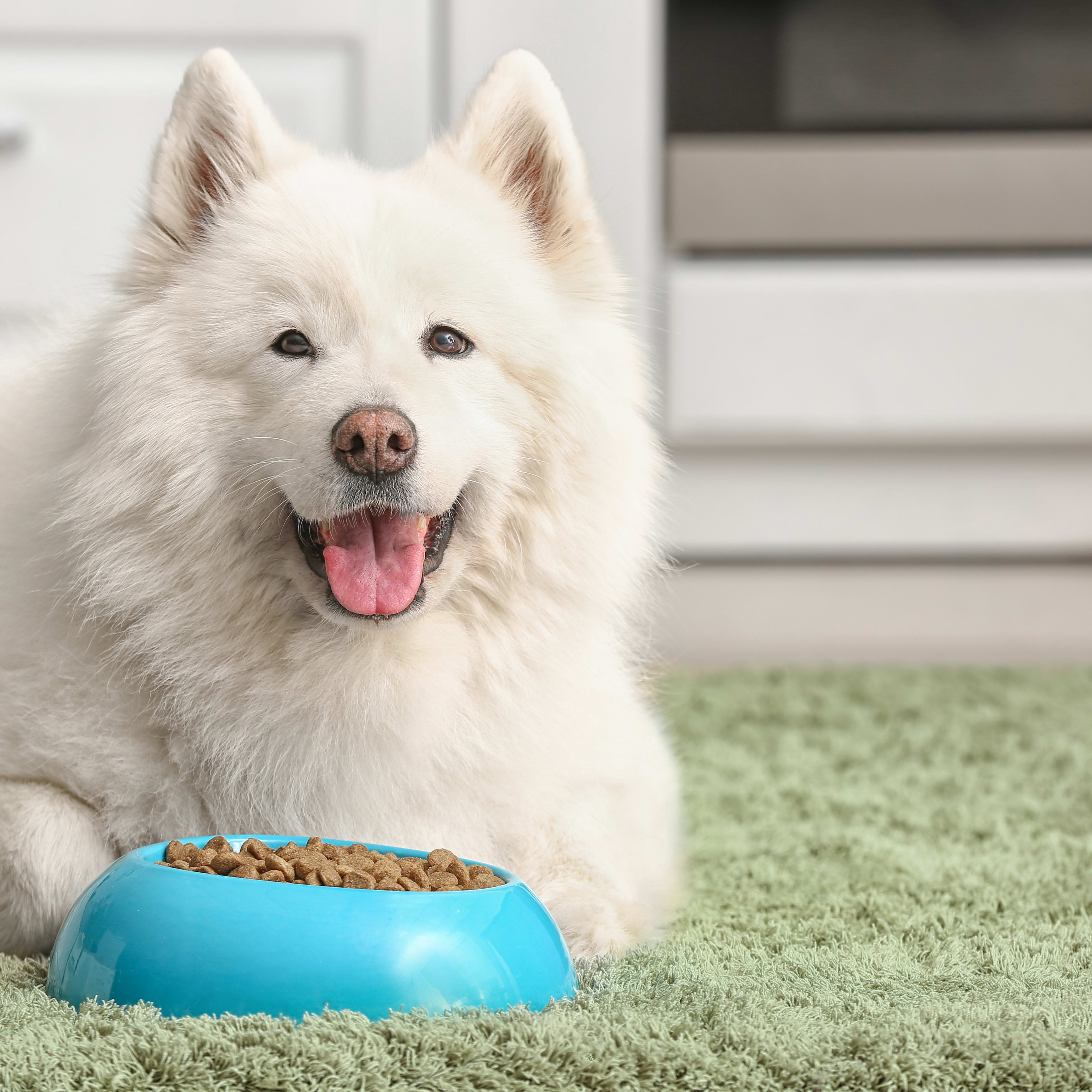 Dog Mom Turns Her Samoyed’s Mealtime Spot Into a Full-Blown Design ...