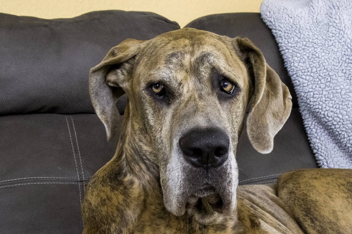 Great Dane Caught by Human Brother 'Eating Wall' Pleads the 5th - PawNation