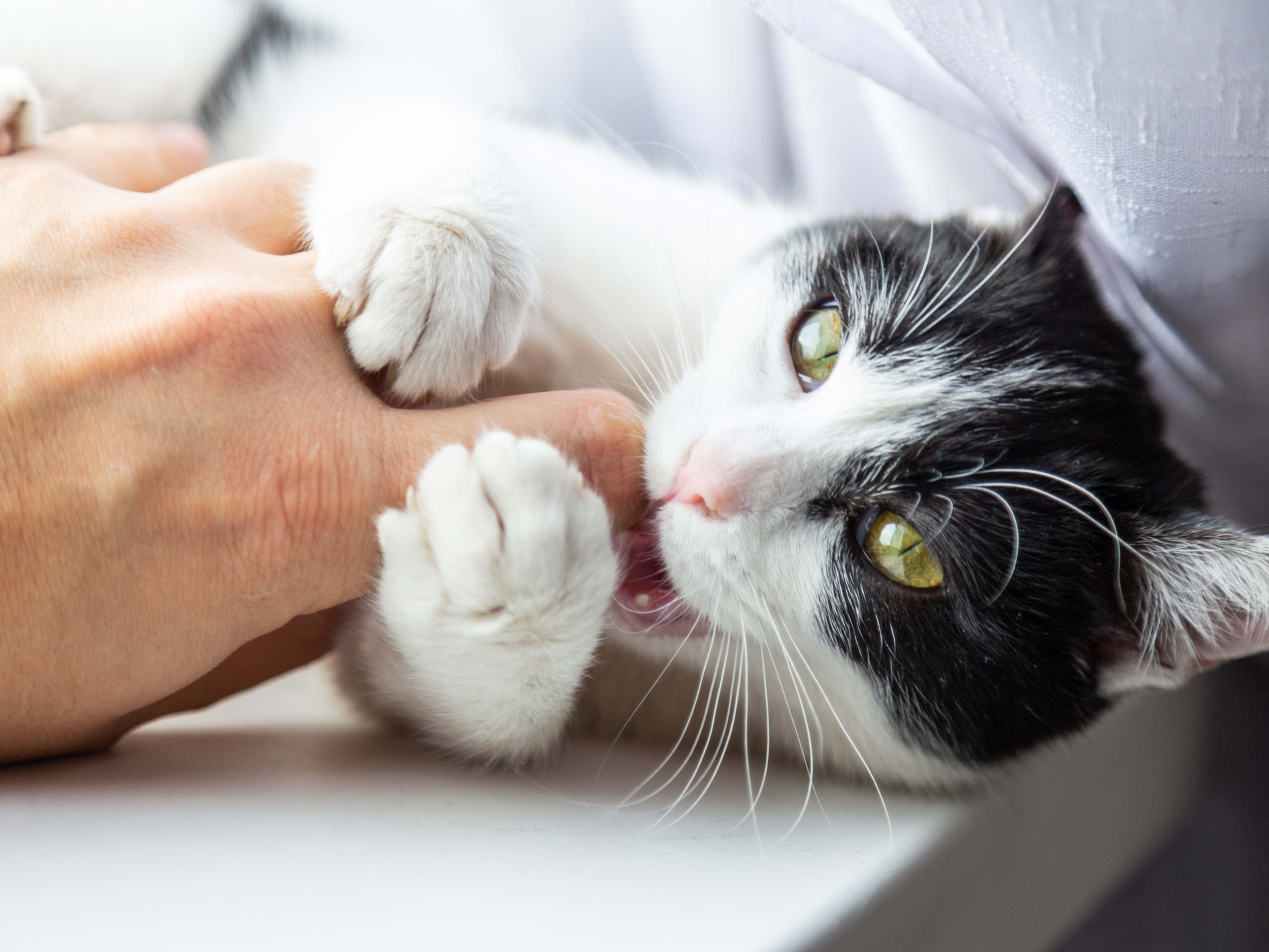 Why Cats Bite and How To Stop It, Cat Behaviorist Explains - PawNation