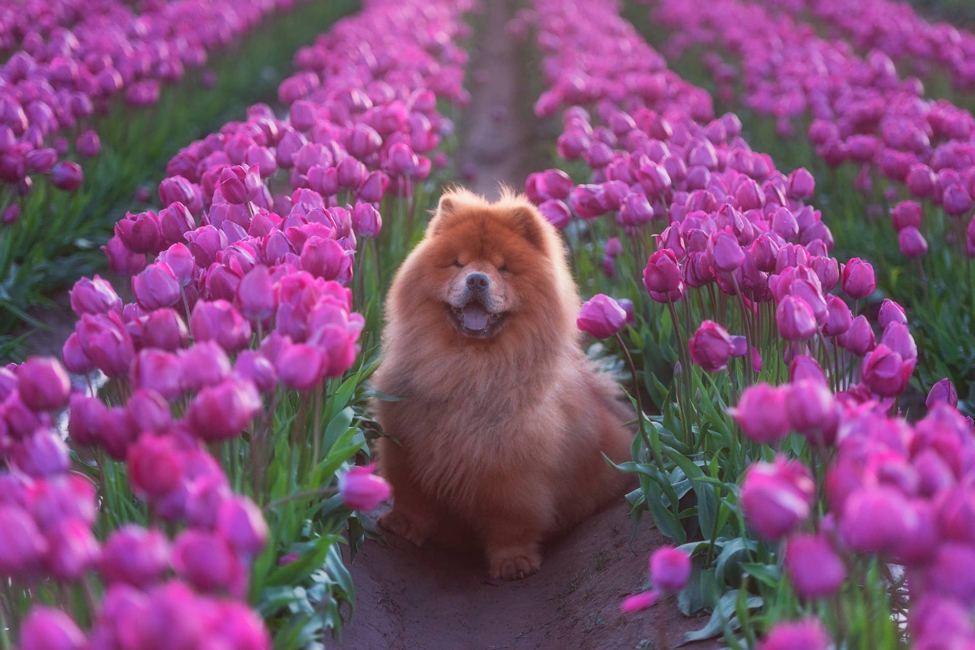 31 Fluffy Dog Breeds (Small, Medium and Big) - PawNation