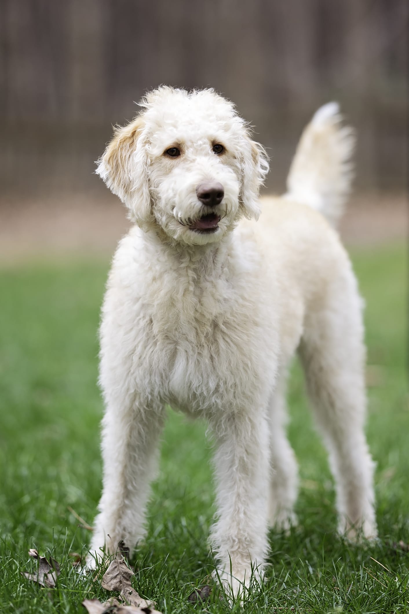 Goldendoodle vs Labradoodle: Looks, Differences - PawNation