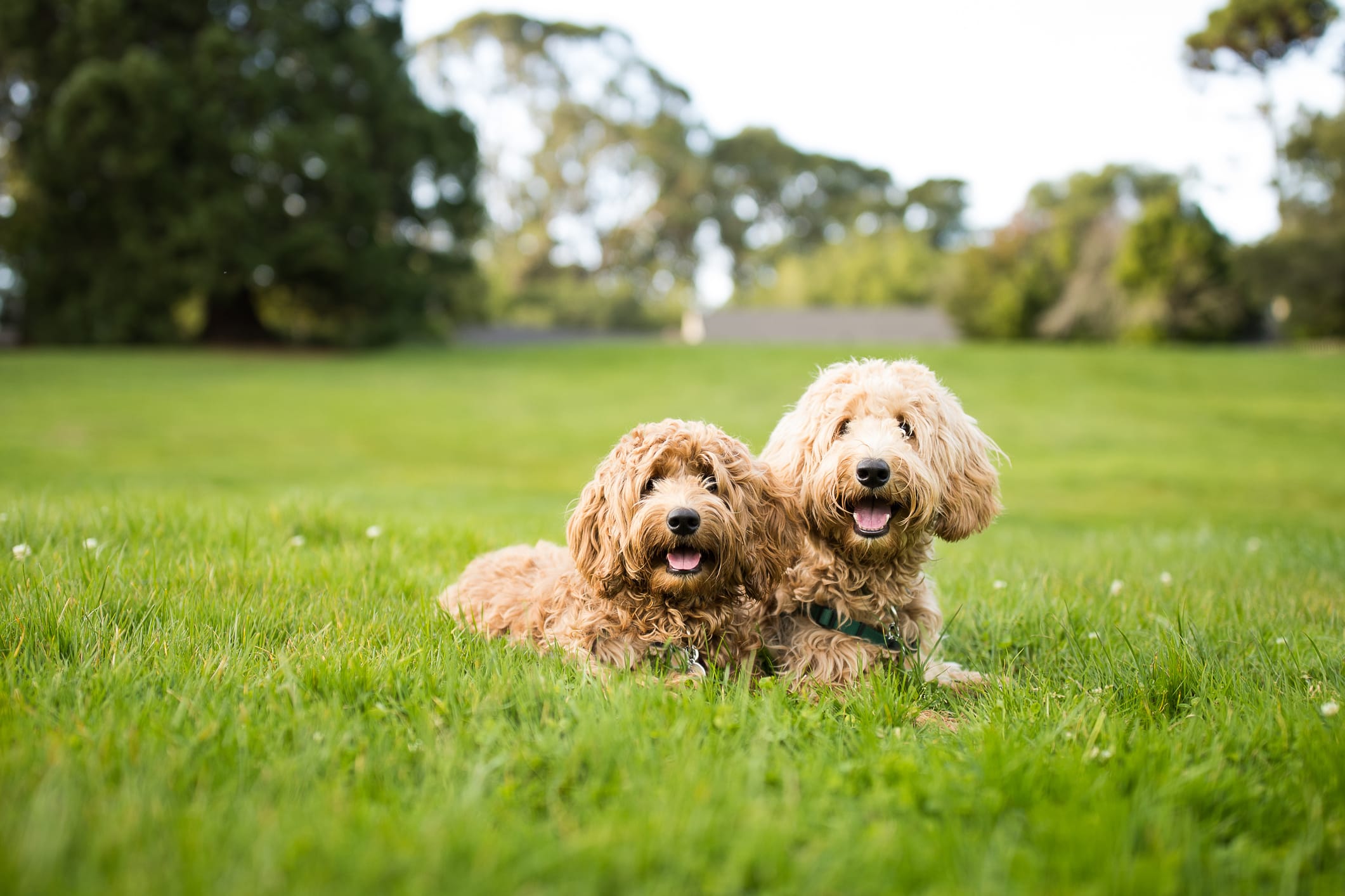 Goldendoodle vs Labradoodle: Looks, Differences - PawNation