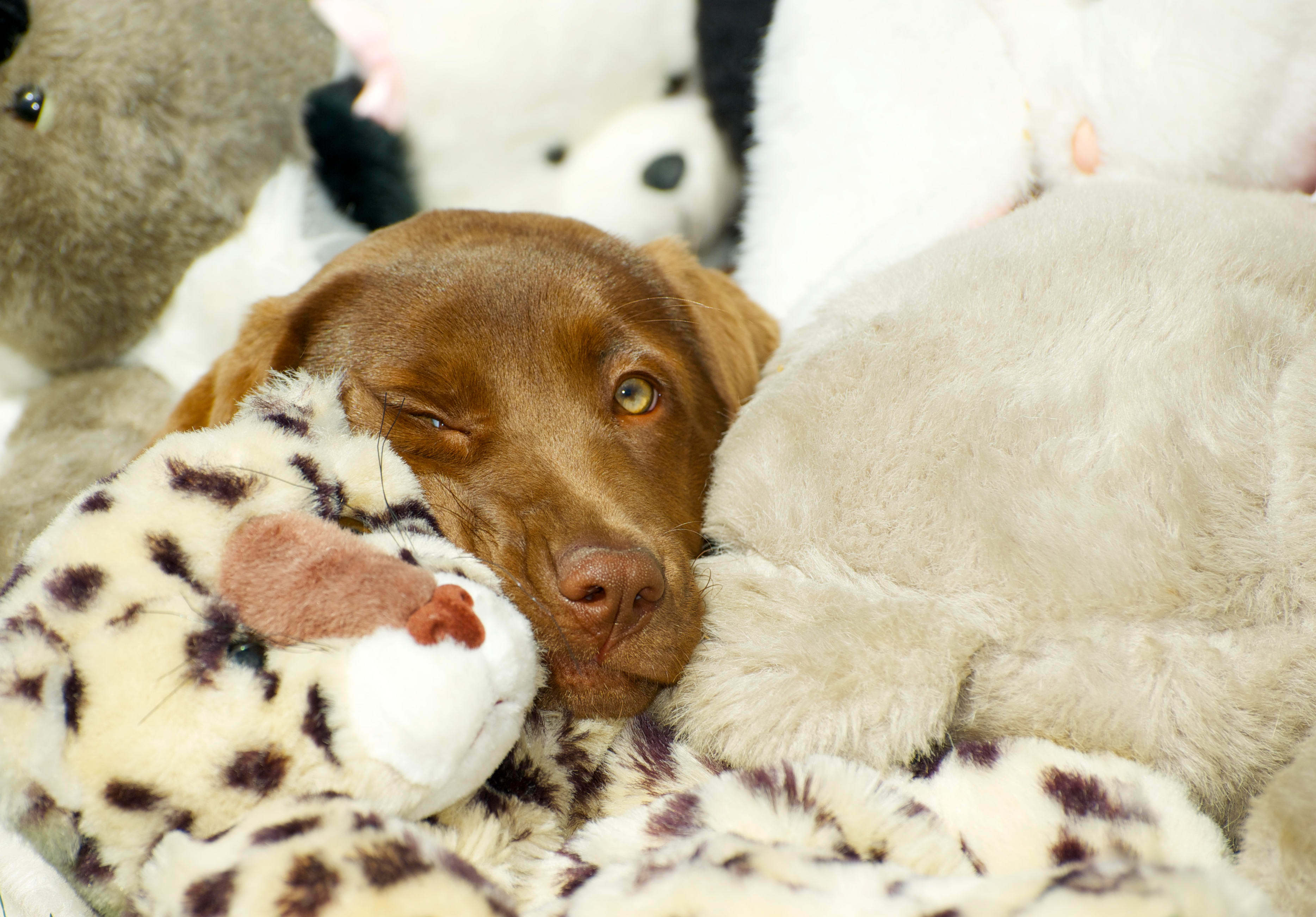 Sleepy Chocolate Lab Puppy's Vibe Matches Teachers Returning After ...