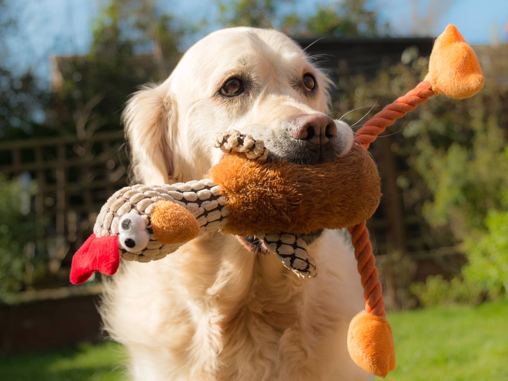 Golden Retriever Checks Out Free Toy Box on Walk and Heads Home With ...