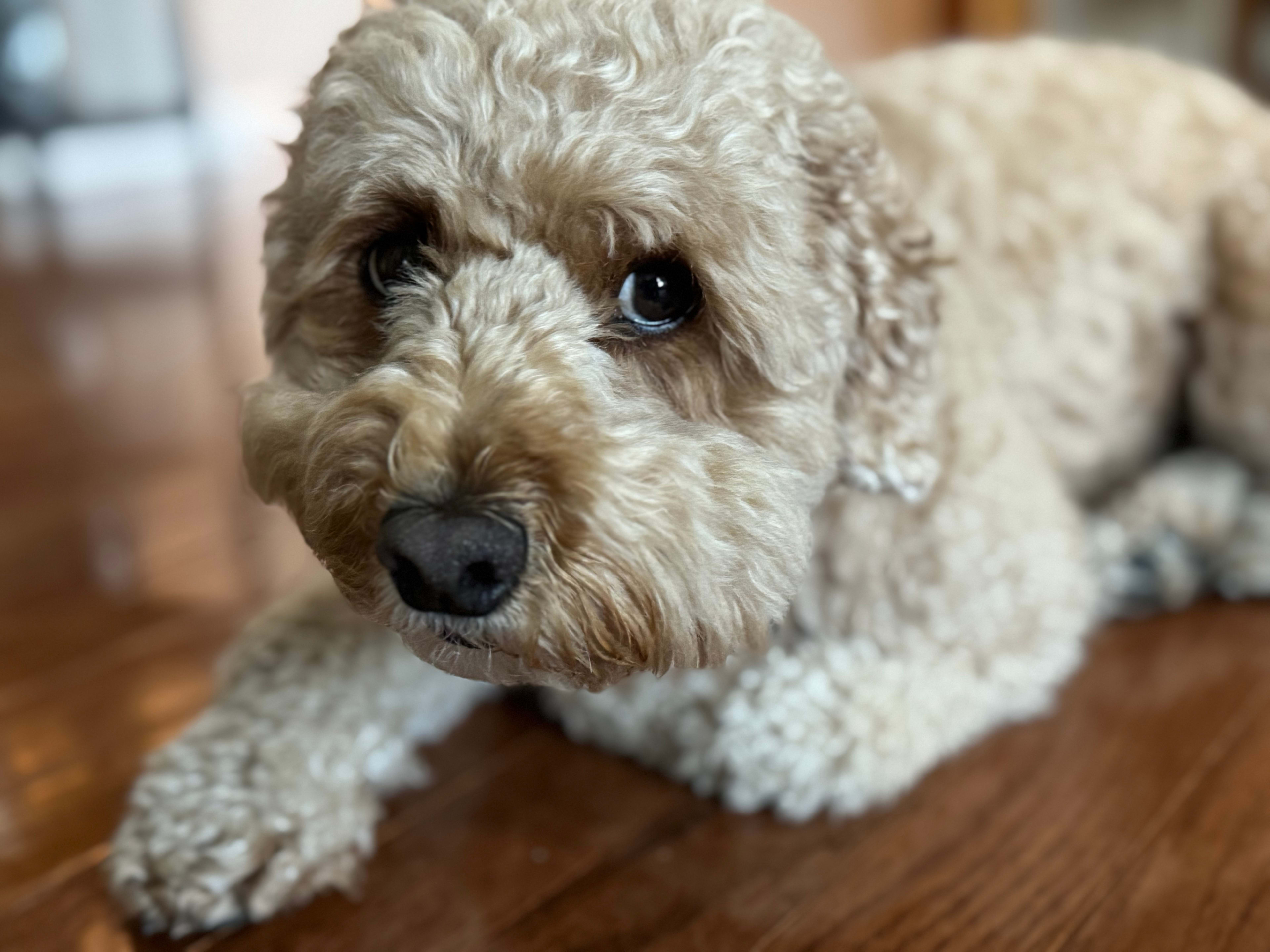 Adorable Goldendoodle Throws Pro-Level Shade and We're Obsessed - PawNation