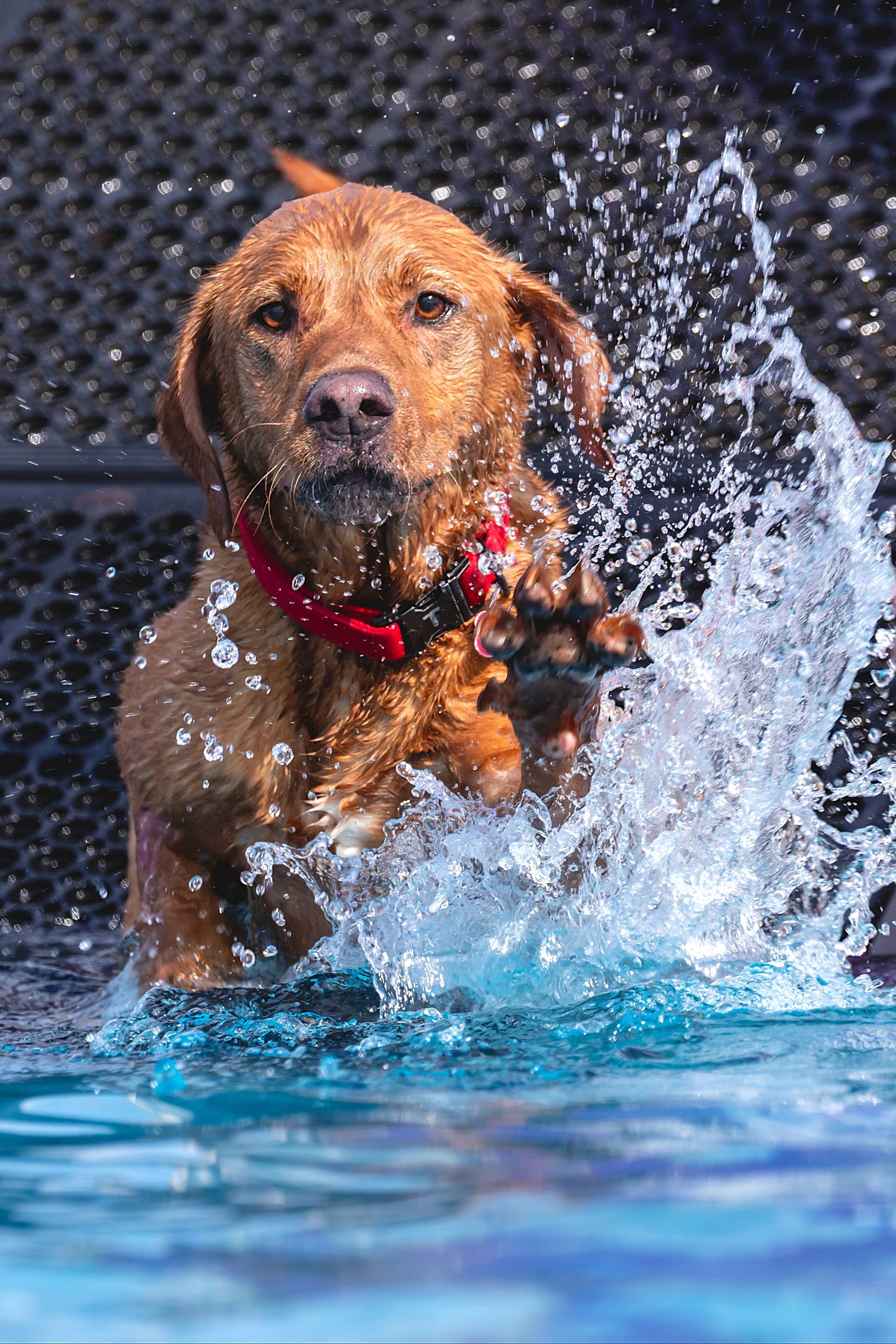 Smart Labrador and Dalmatian Puppy Attempt To Float in Makeshift Boat ...