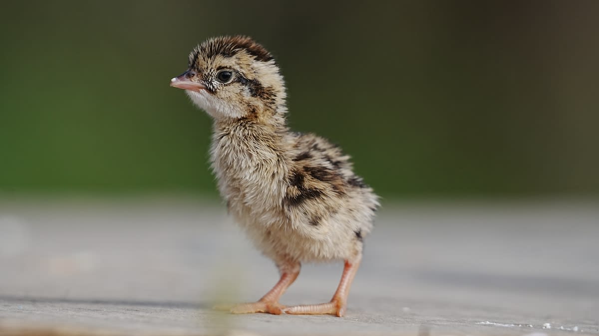 Freshly Hatched Button Quail Weighs a Whopping 'Few Molecules' and ...