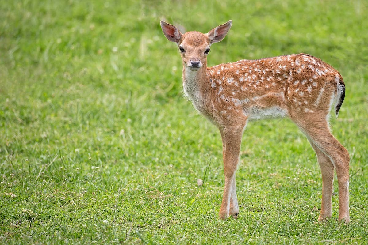 Super Affectionate Fawn Loving on Cat Is Absolute Besties Goals - PawNation