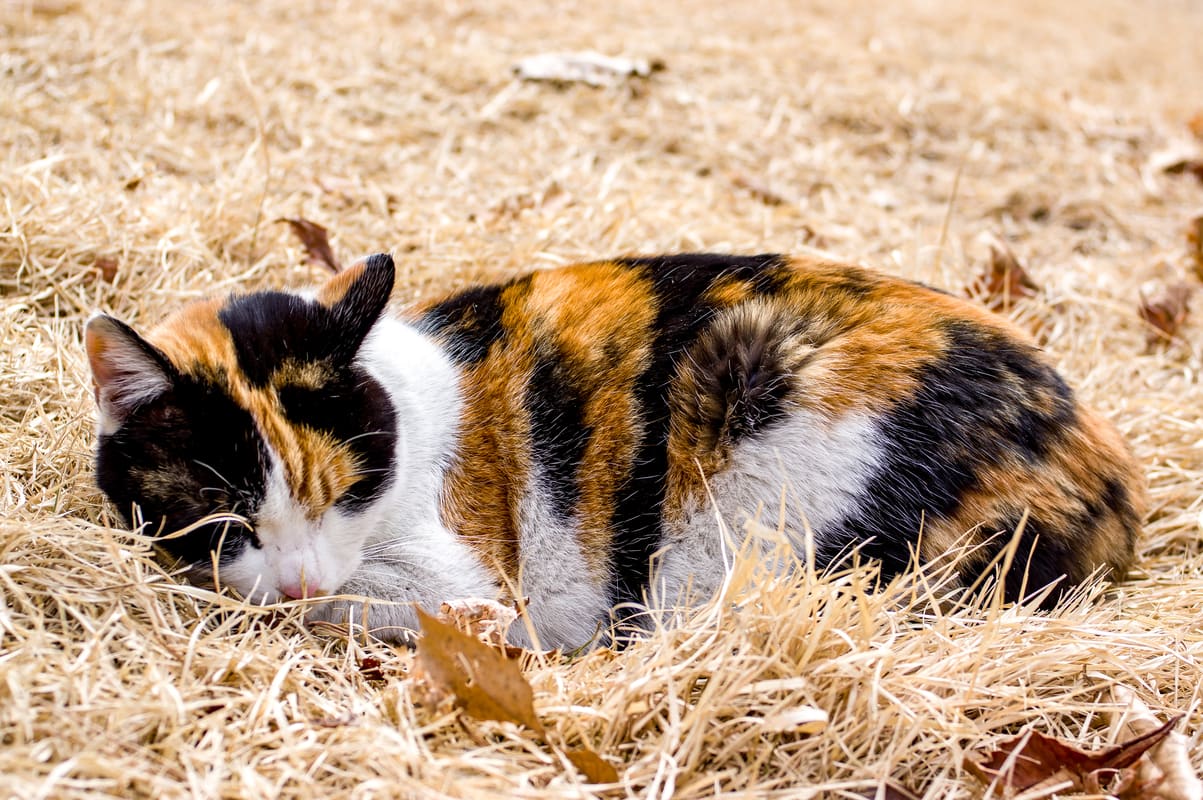 175+ Calico Cat Names for Males and Females - PawNation