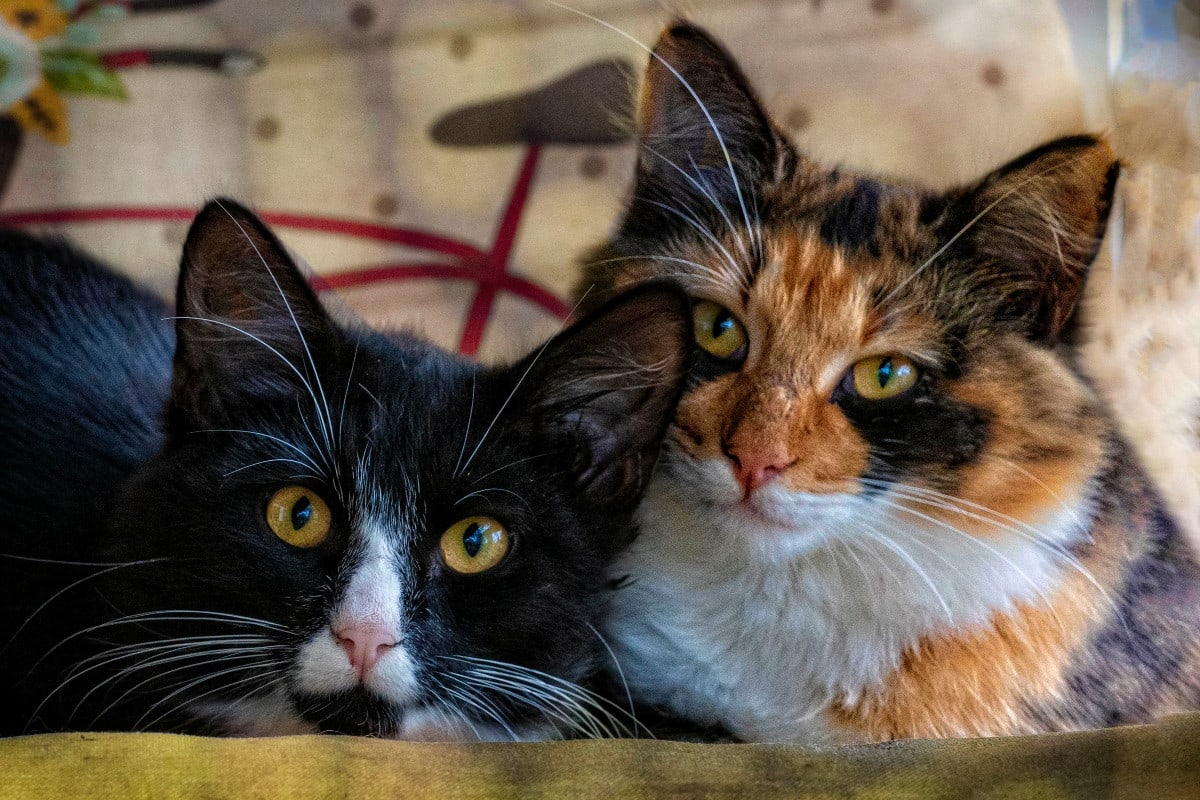 175+ Calico Cat Names for Males and Females - PawNation