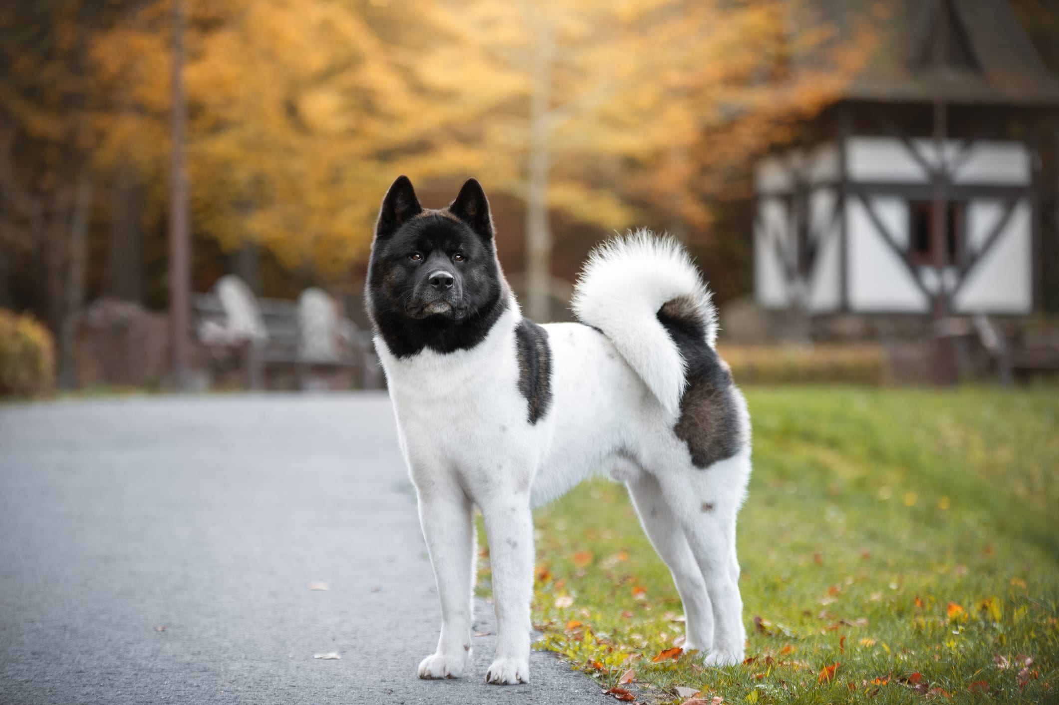 10 Japanese Dog Breeds: History, Appearance and Personality - PawNation
