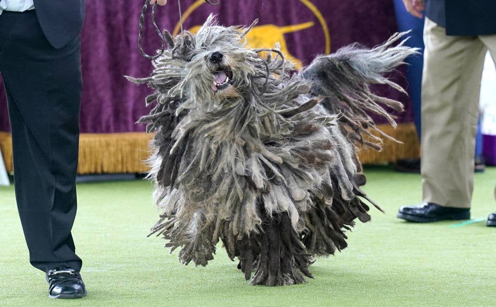 20 Rare Dog Breeds You’ve Probably Never Heard Of - PawNation