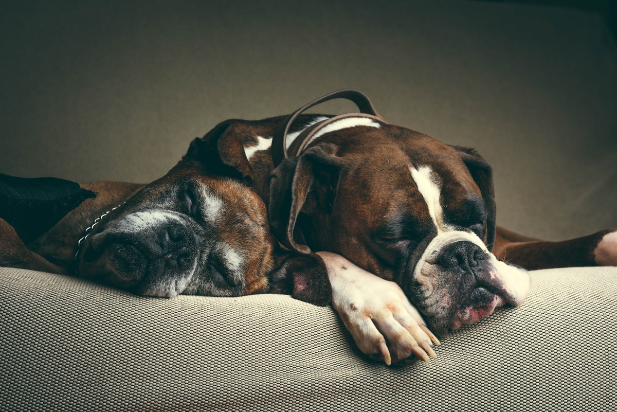 150+ 'Old Man' Dog Names That Are Hilariously Perfect - PawNation