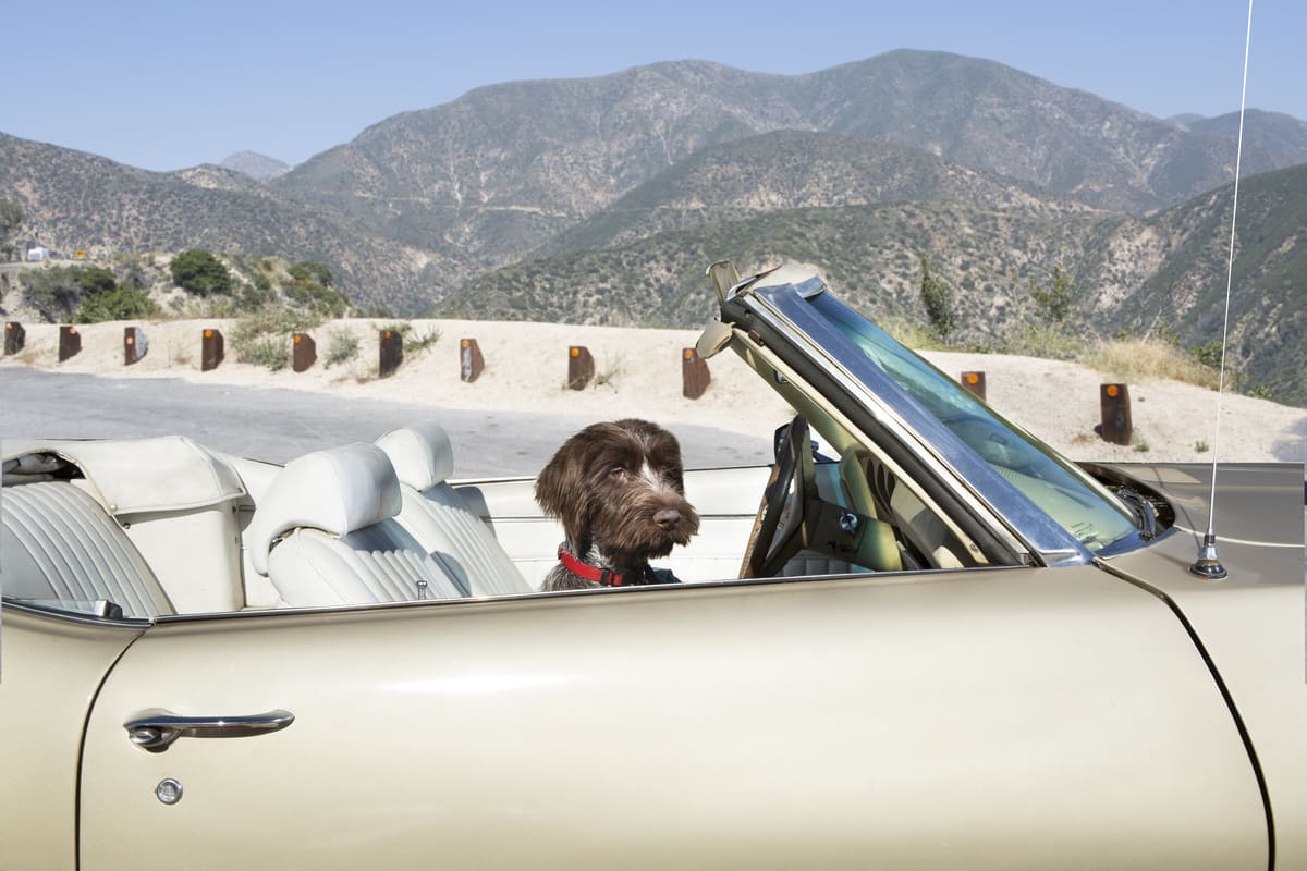 150+ 'Old Man' Dog Names That Are Hilariously Perfect - PawNation