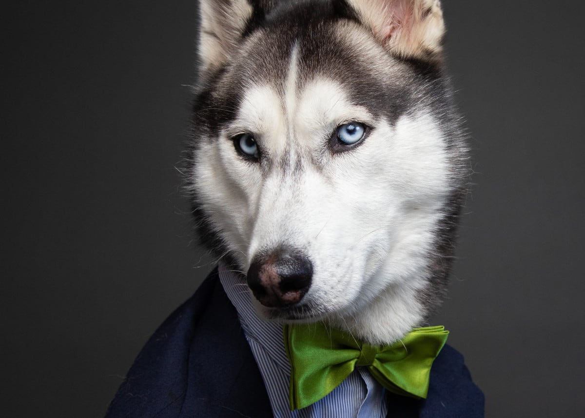 150+ 'Old Man' Dog Names That Are Hilariously Perfect - PawNation