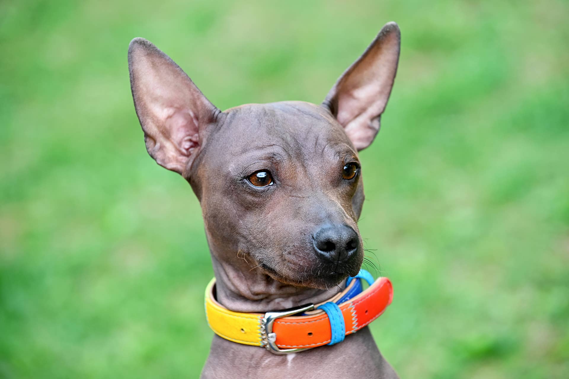 18 ‘Ugly’ Dog Breeds - PawNation