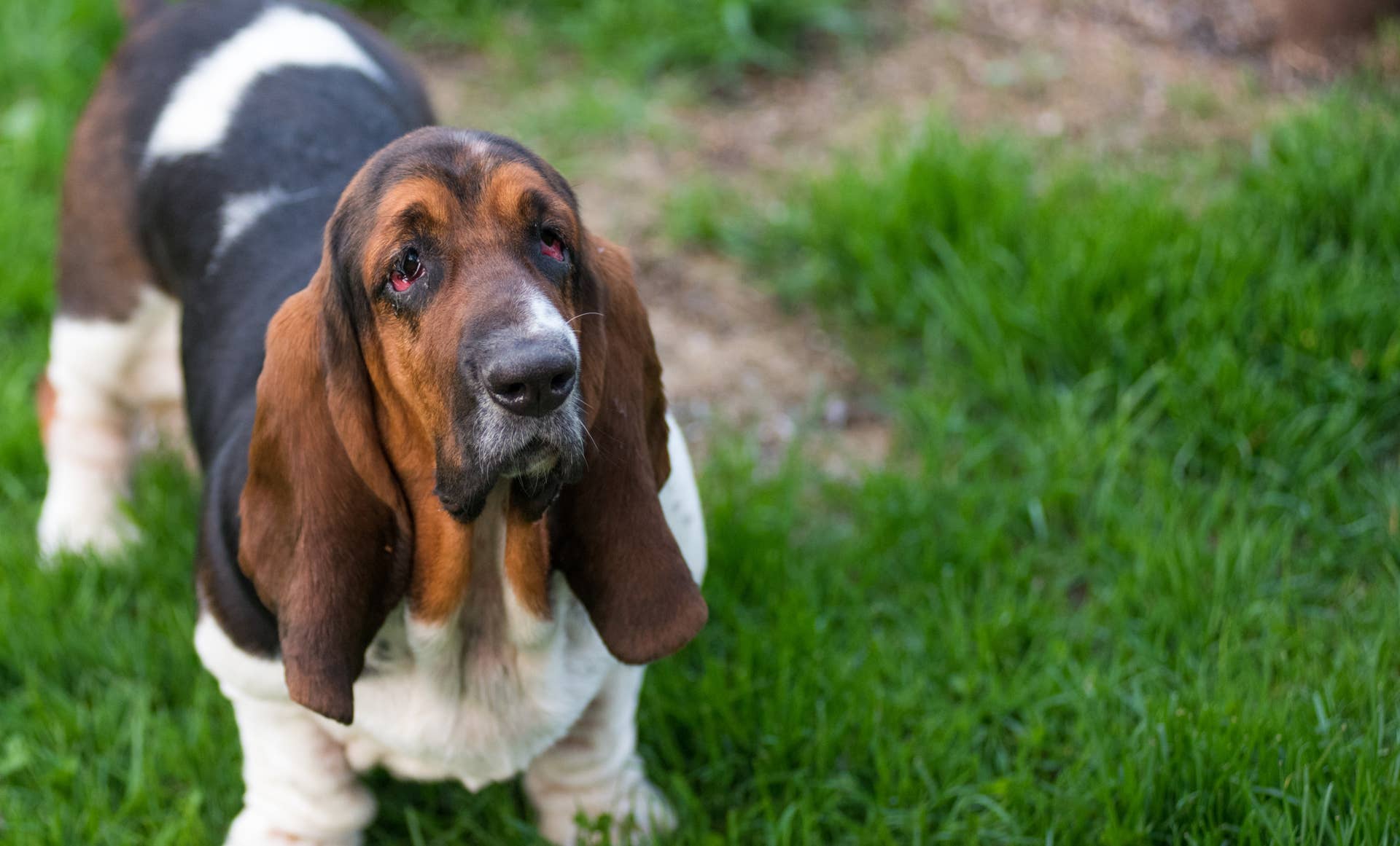 18 ‘Ugly’ Dog Breeds - PawNation