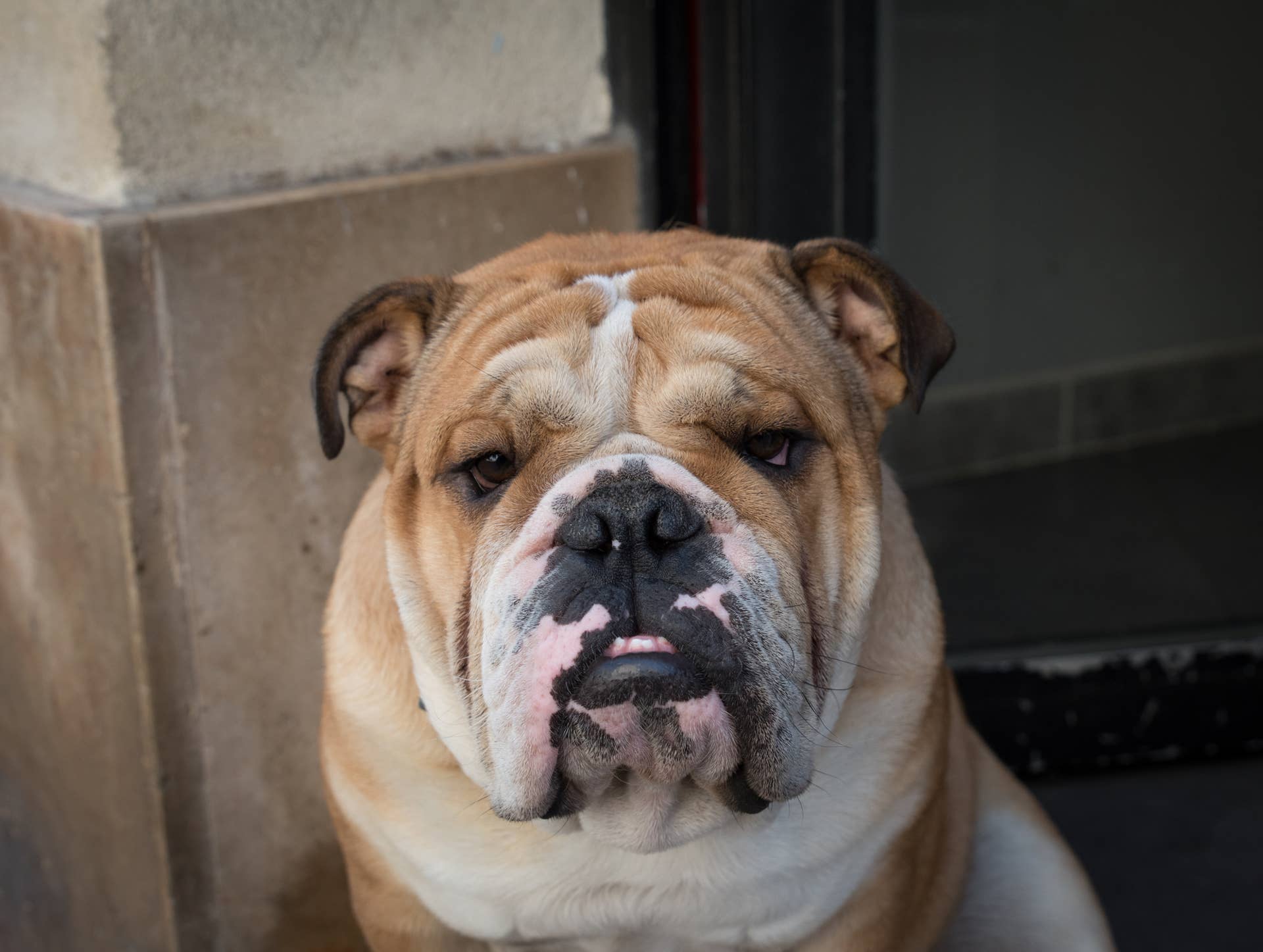 18 ‘Ugly’ Dog Breeds - PawNation