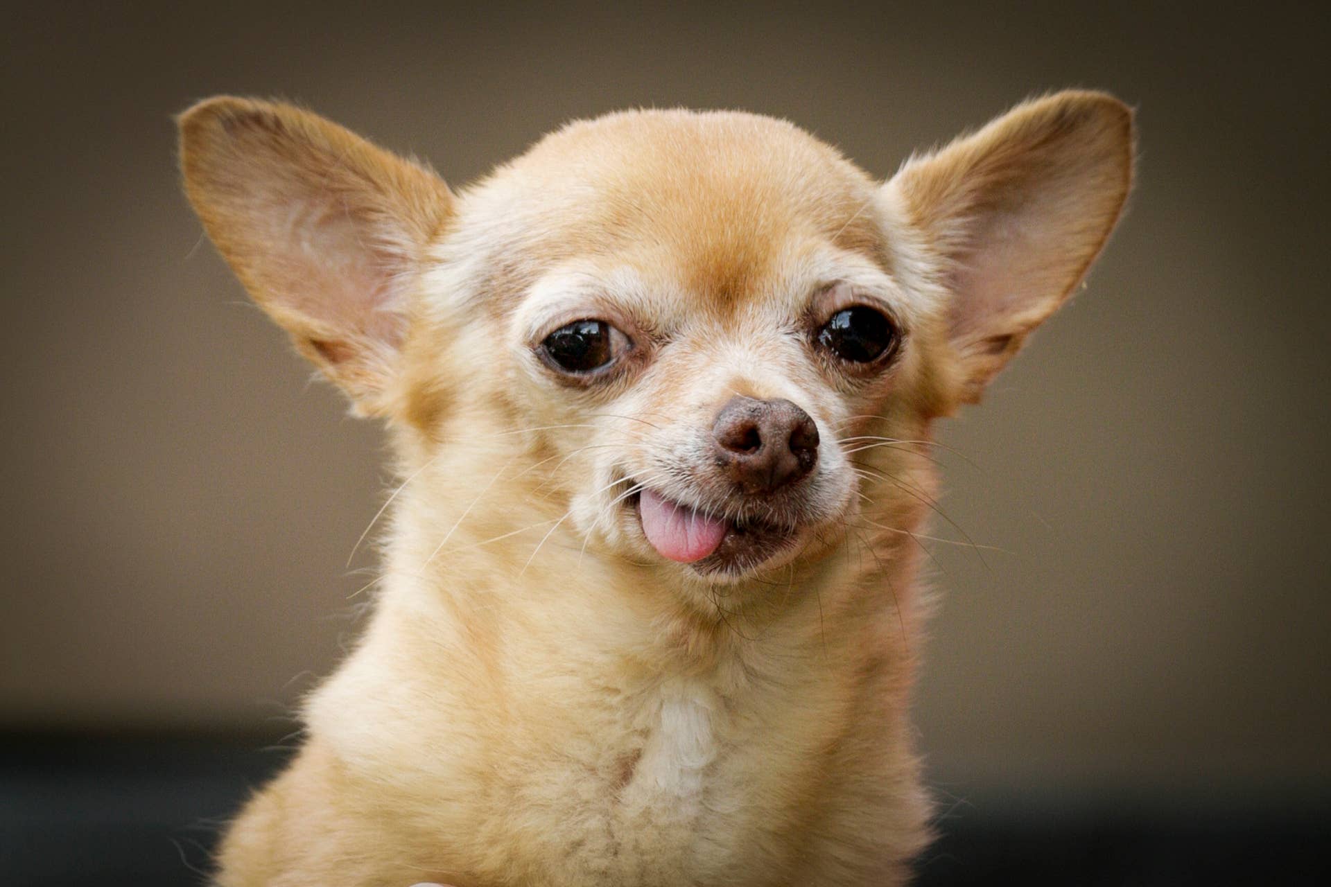 18 ‘Ugly’ Dog Breeds - PawNation