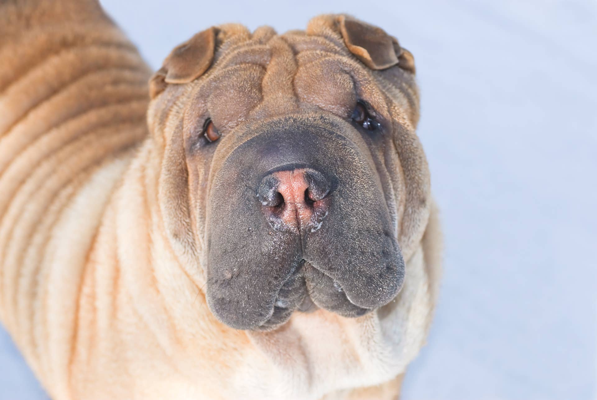 18 ‘Ugly’ Dog Breeds - PawNation