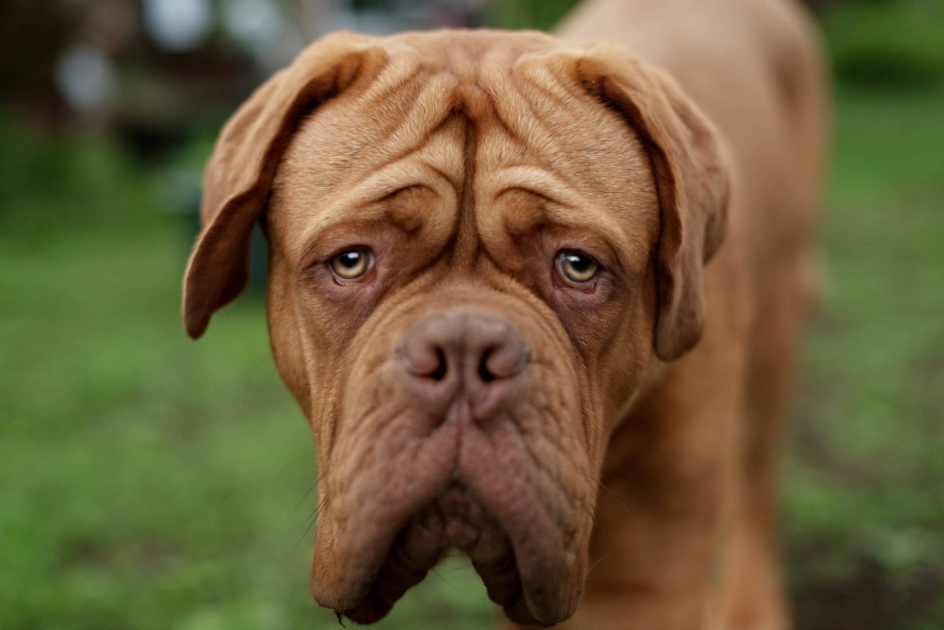 18 ‘Ugly’ Dog Breeds - PawNation