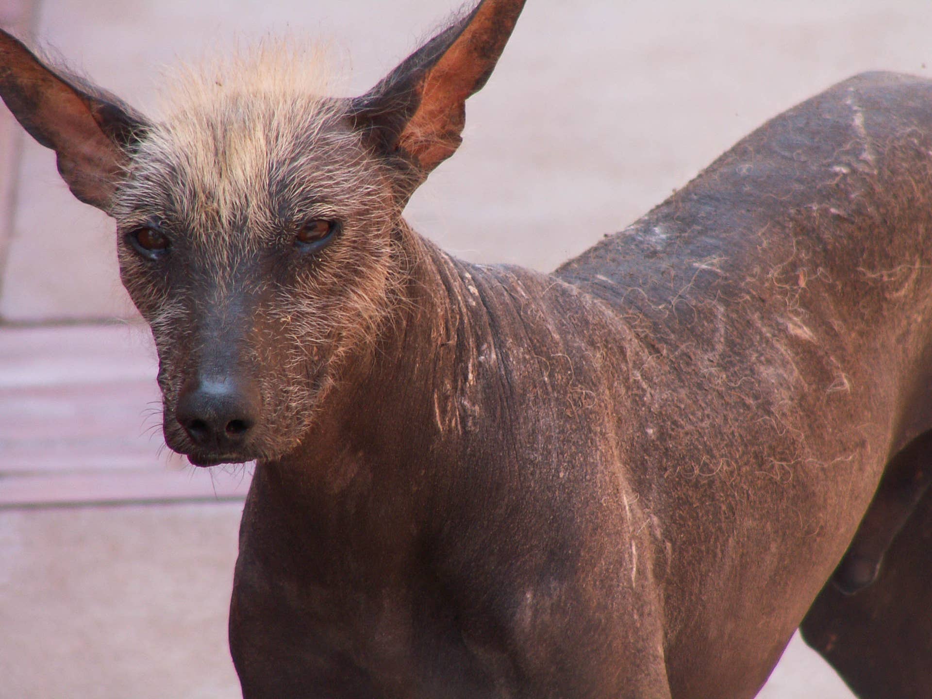 18 ‘Ugly’ Dog Breeds - PawNation