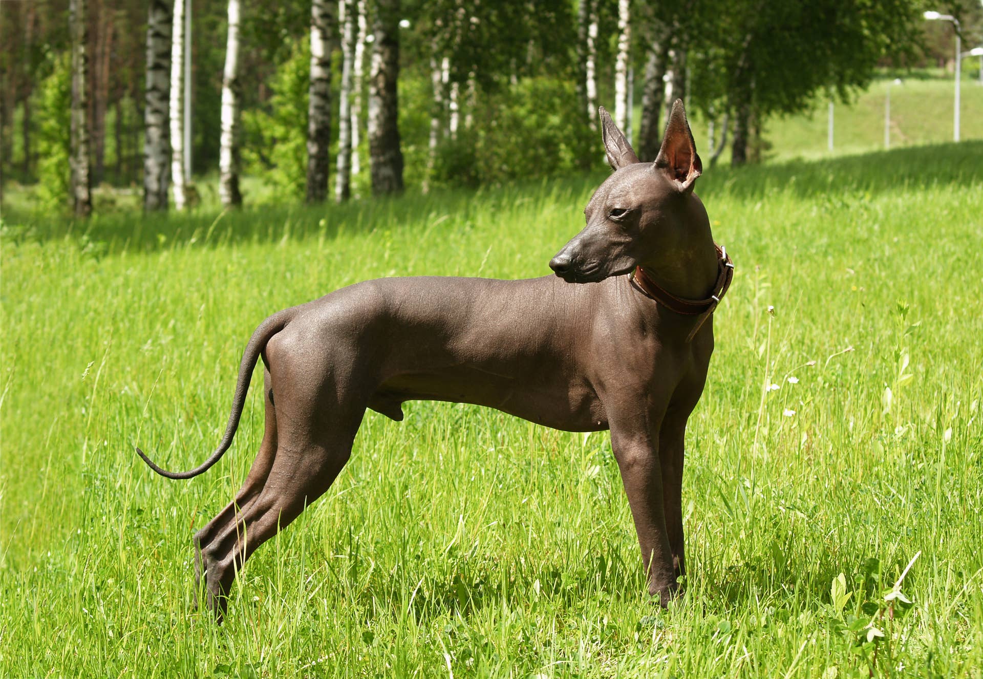 18 ‘Ugly’ Dog Breeds - PawNation