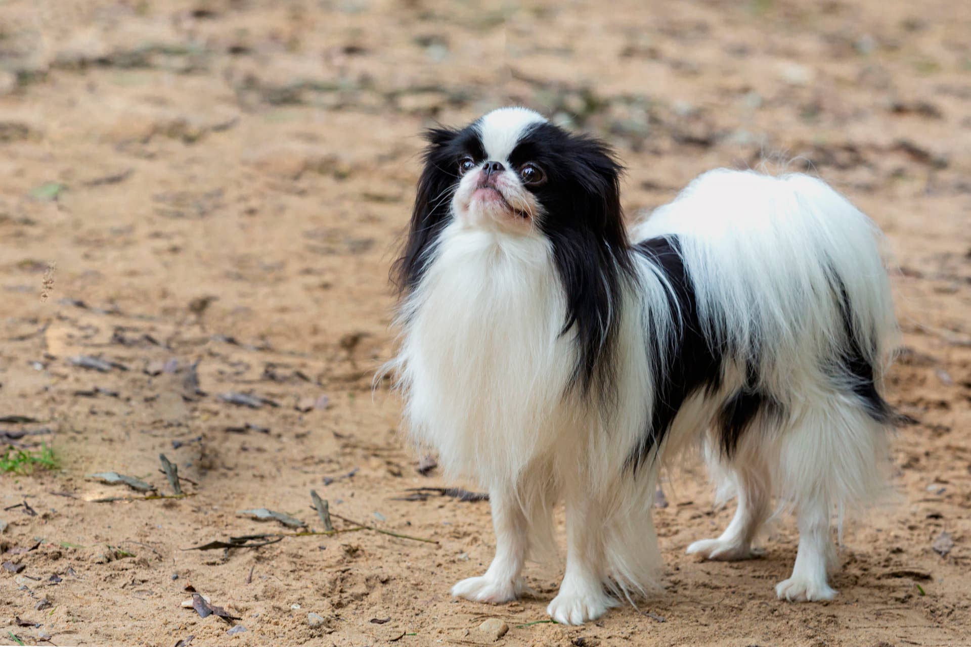 18 ‘Ugly’ Dog Breeds - PawNation