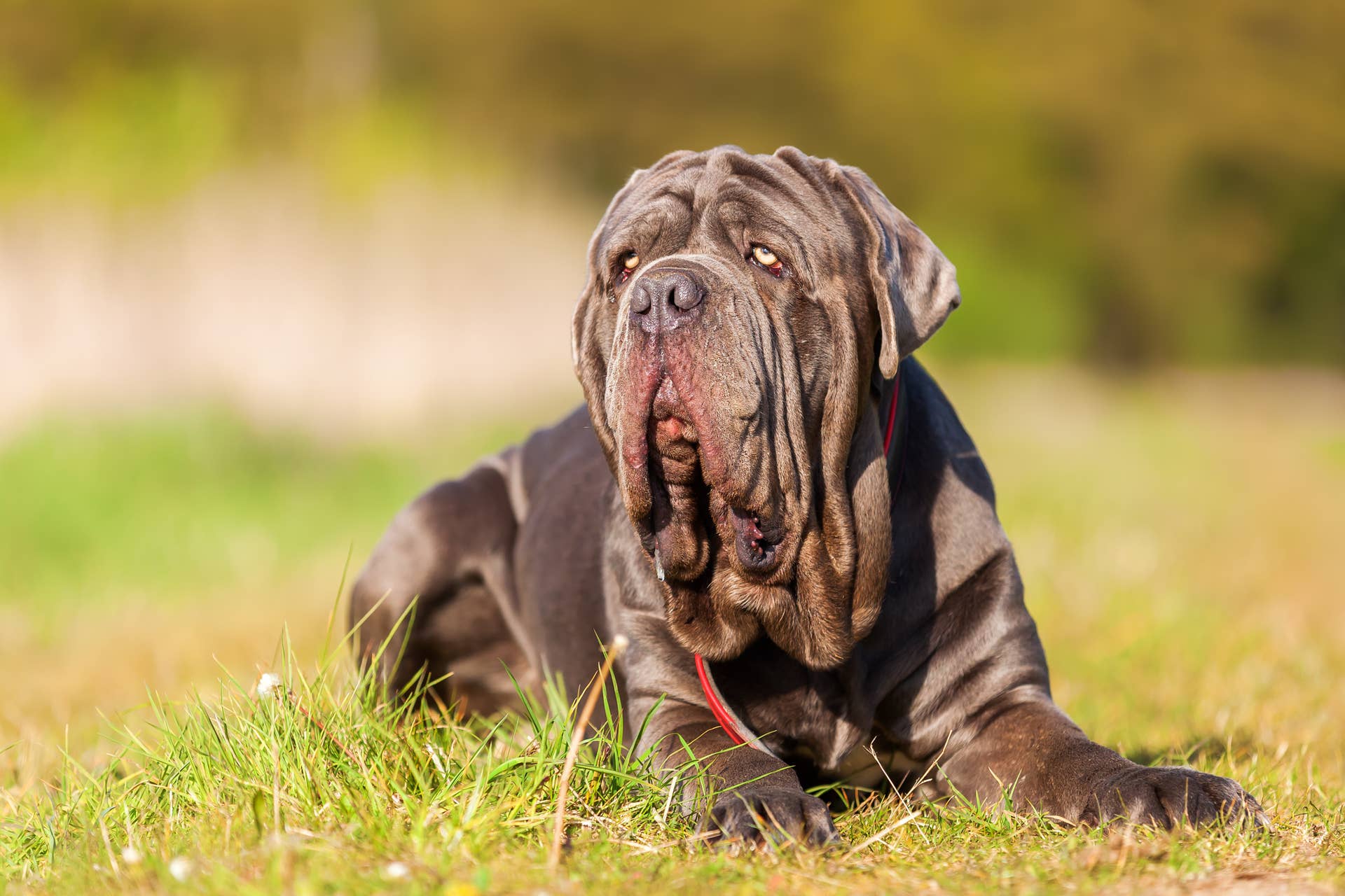 18 ‘Ugly’ Dog Breeds - PawNation