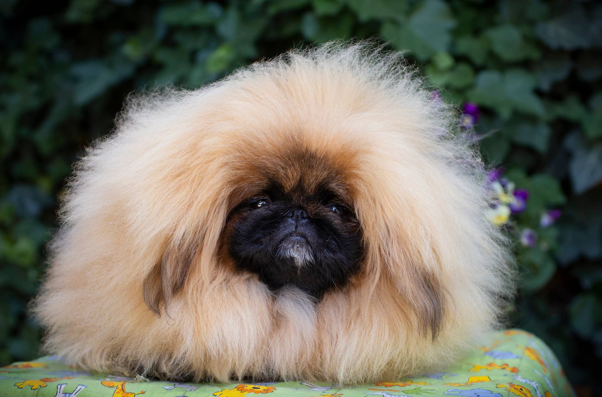 18 ‘Ugly’ Dog Breeds - PawNation
