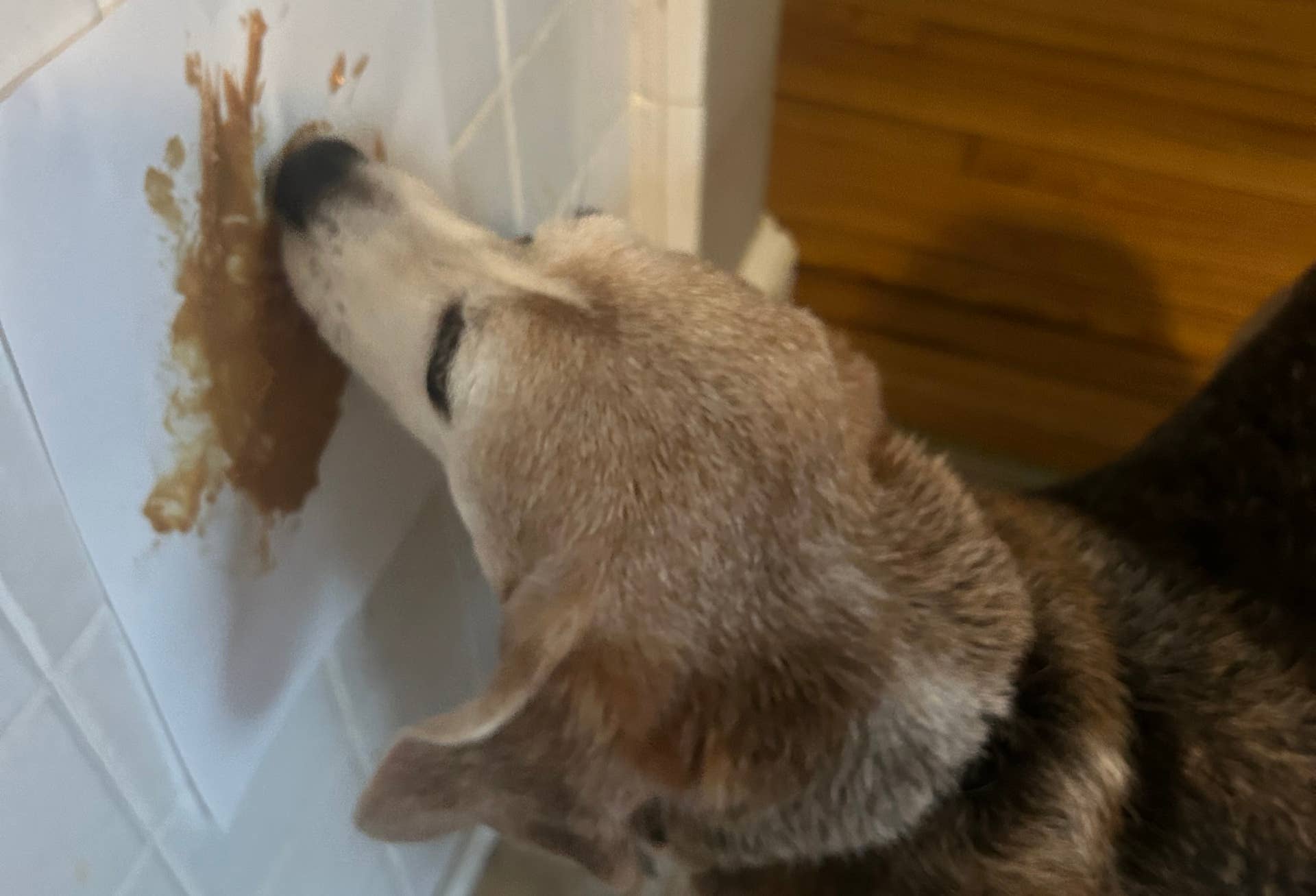 What Is A Dog Peanut Butter Enrichment Wall Honest Review Benefits