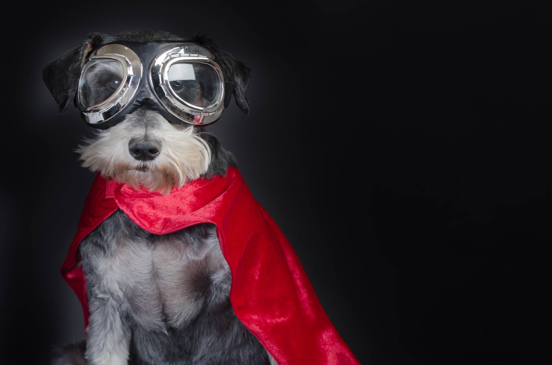 200 Badass Dog Names for Tough Pups (Male & Female) - PawNation