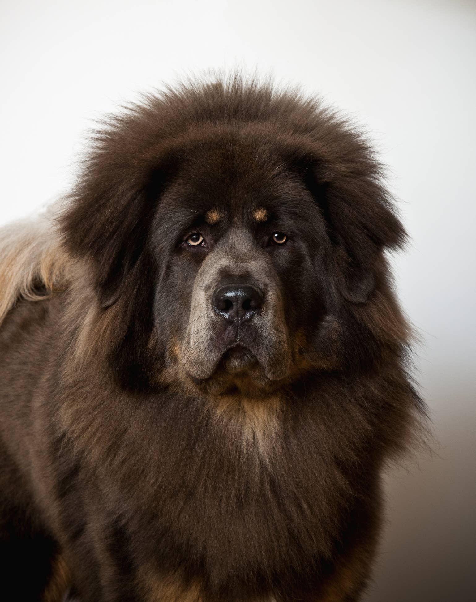 13 Livestock Guardian Dog Breeds That Will Steal Your Heart - PawNation