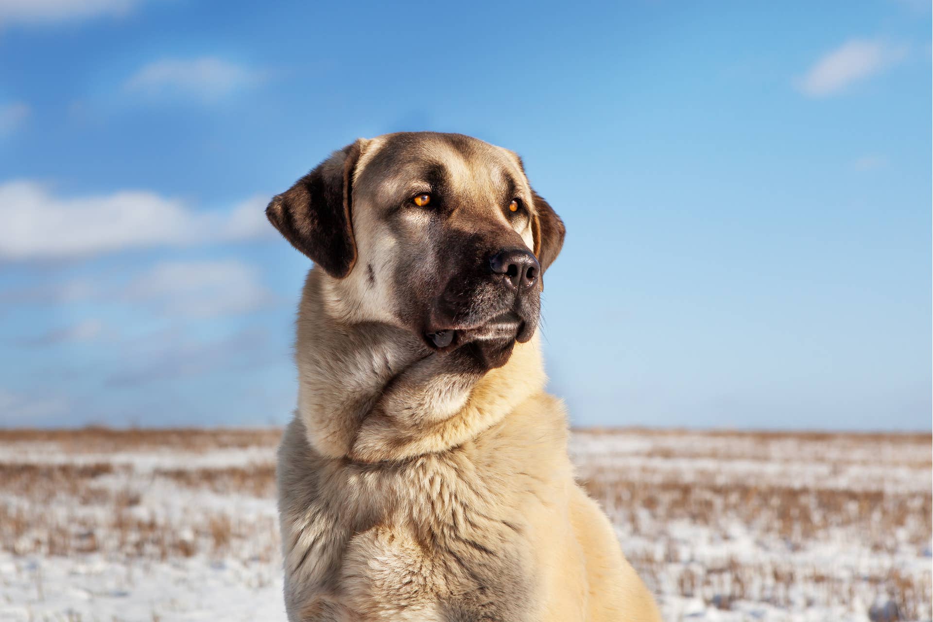 13 Livestock Guardian Dog Breeds That Will Steal Your Heart - PawNation