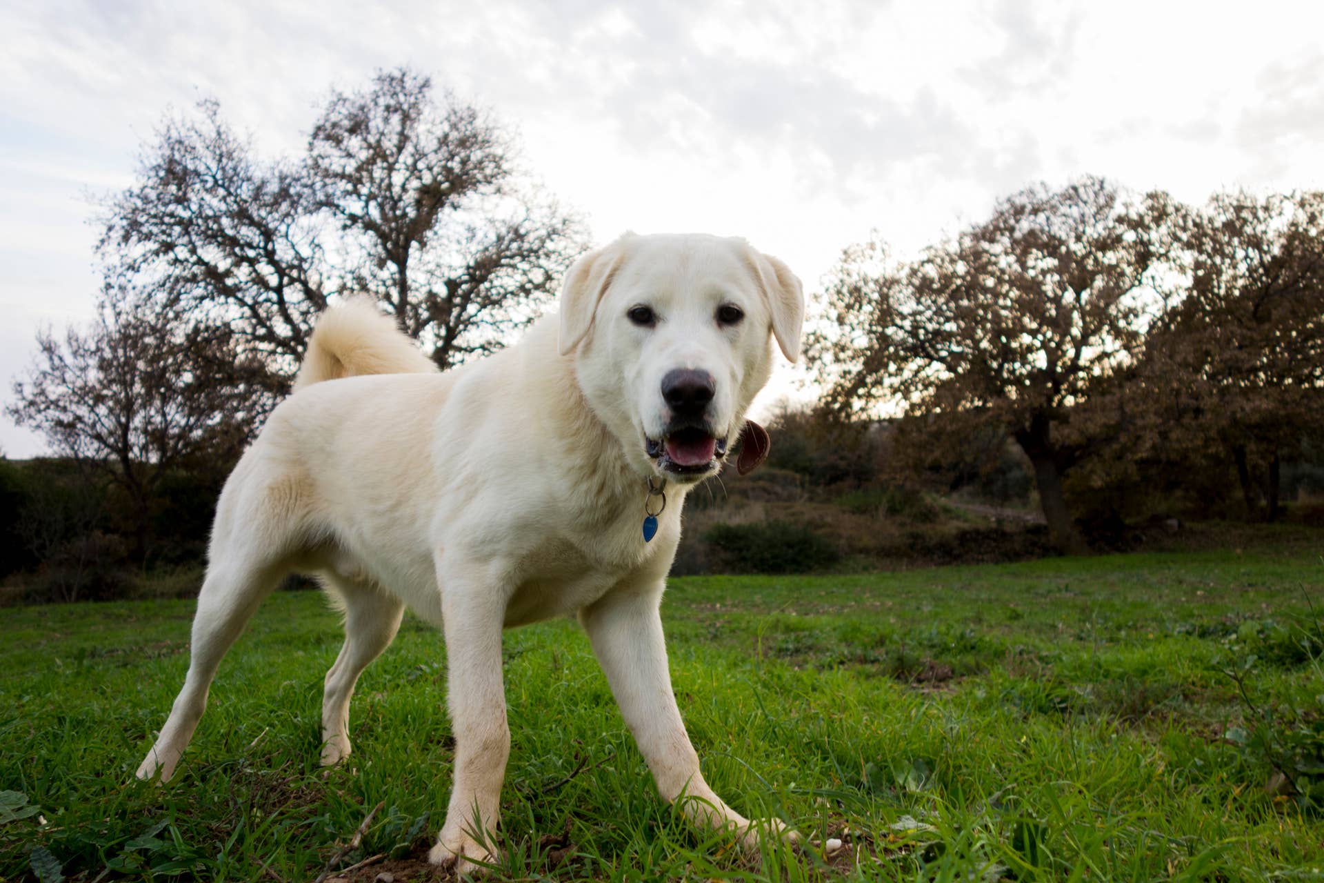 13 Livestock Guardian Dog Breeds That Will Steal Your Heart - PawNation